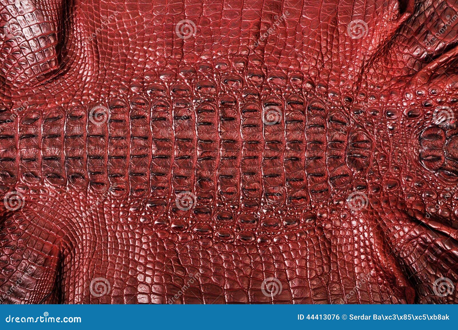 Crocodile leather stock photo. Image of detail, cool - 44413076