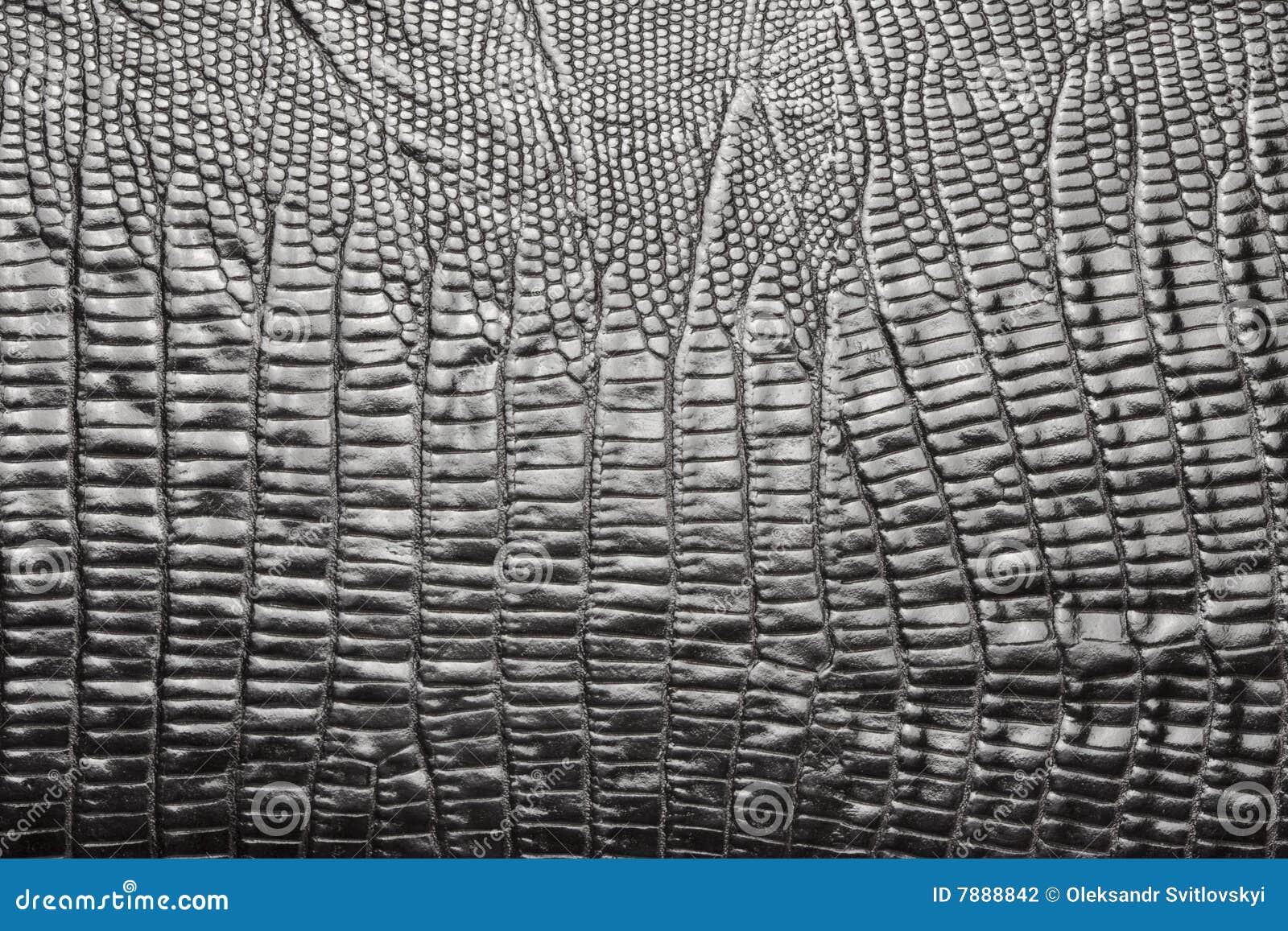 Crocodile Leather Texture Stock Photography | CartoonDealer.com #53412218