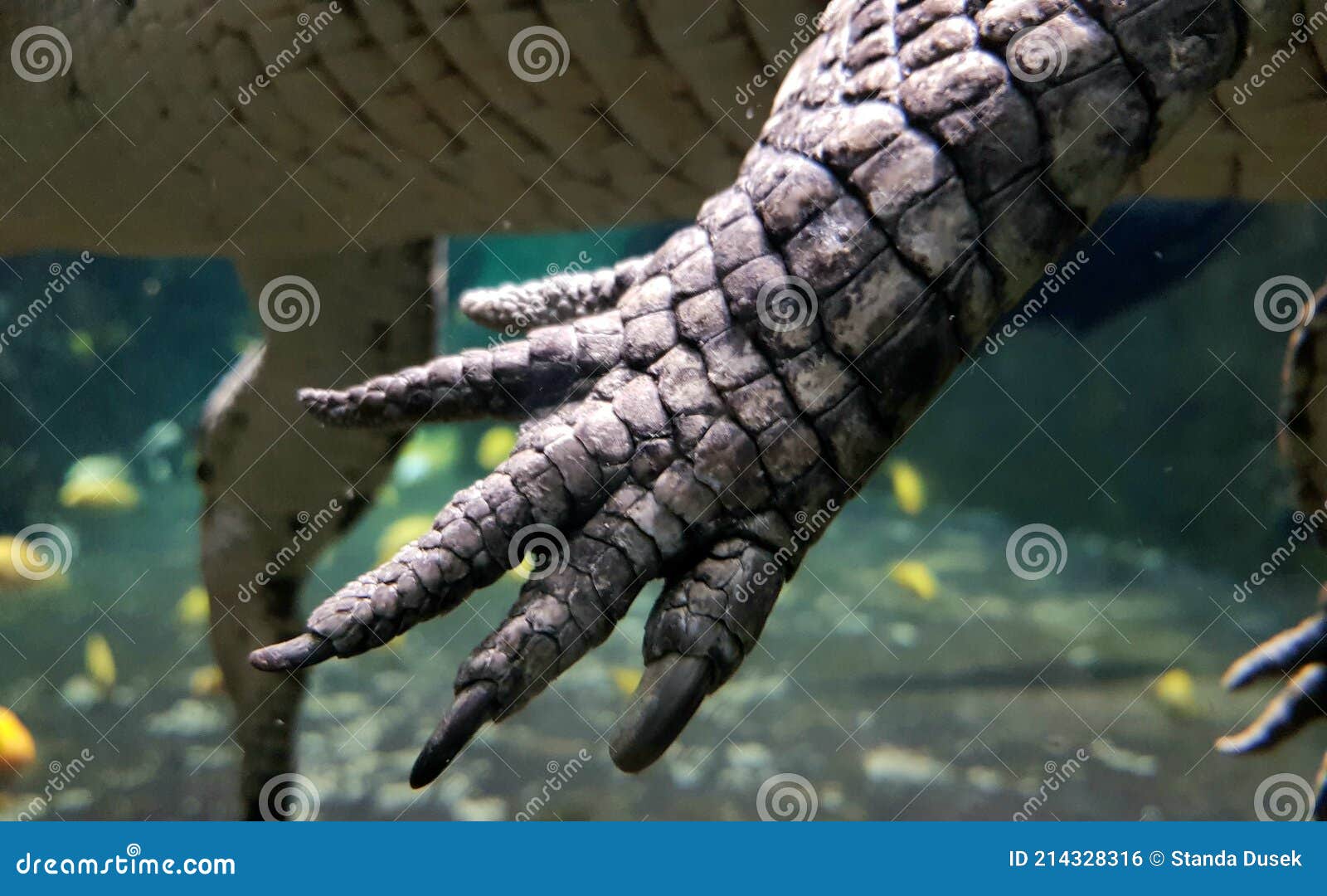 Crocodile leg and claws stock photo. Image of trunk - 214328316