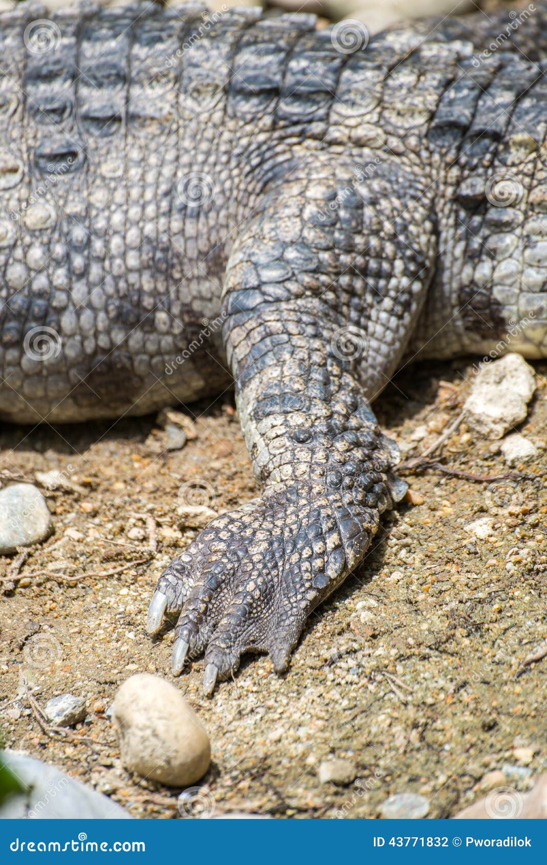 Crocodile leg stock photo. Image of reptile, skin, protection - 43771832