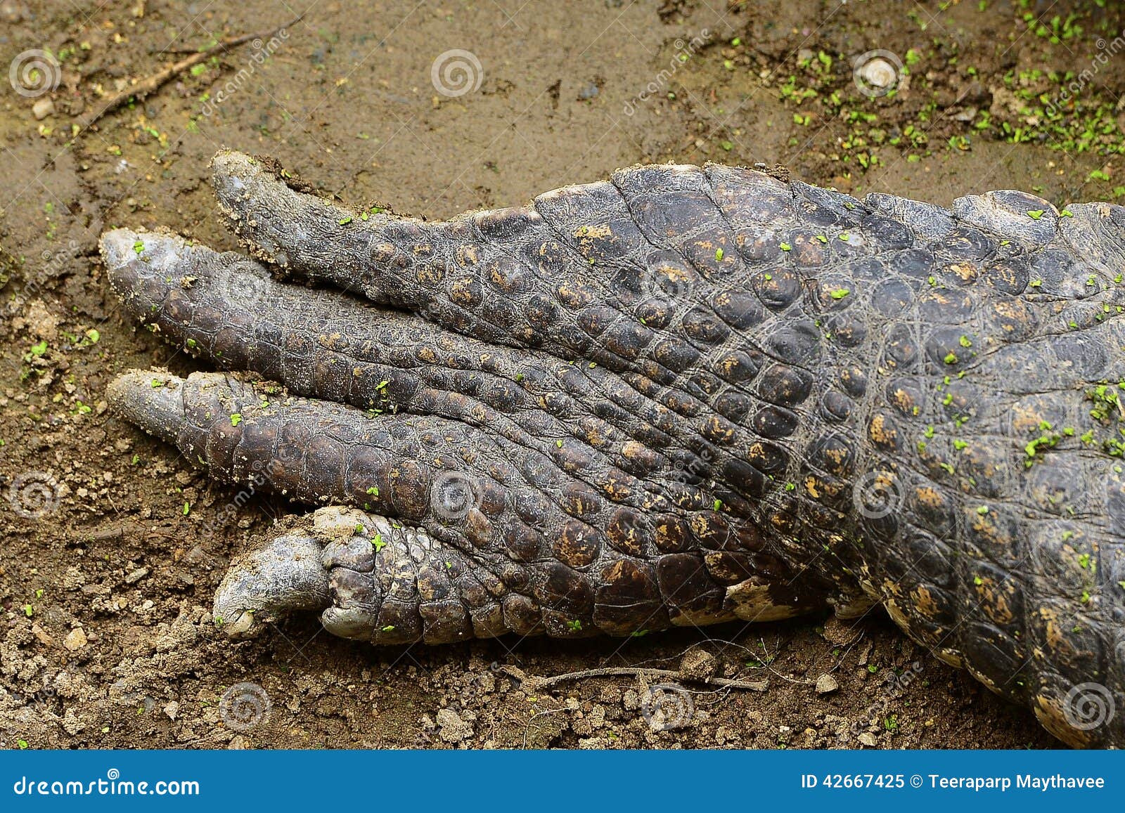 Crocodile leg stock image. Image of animal, predator - 42667425