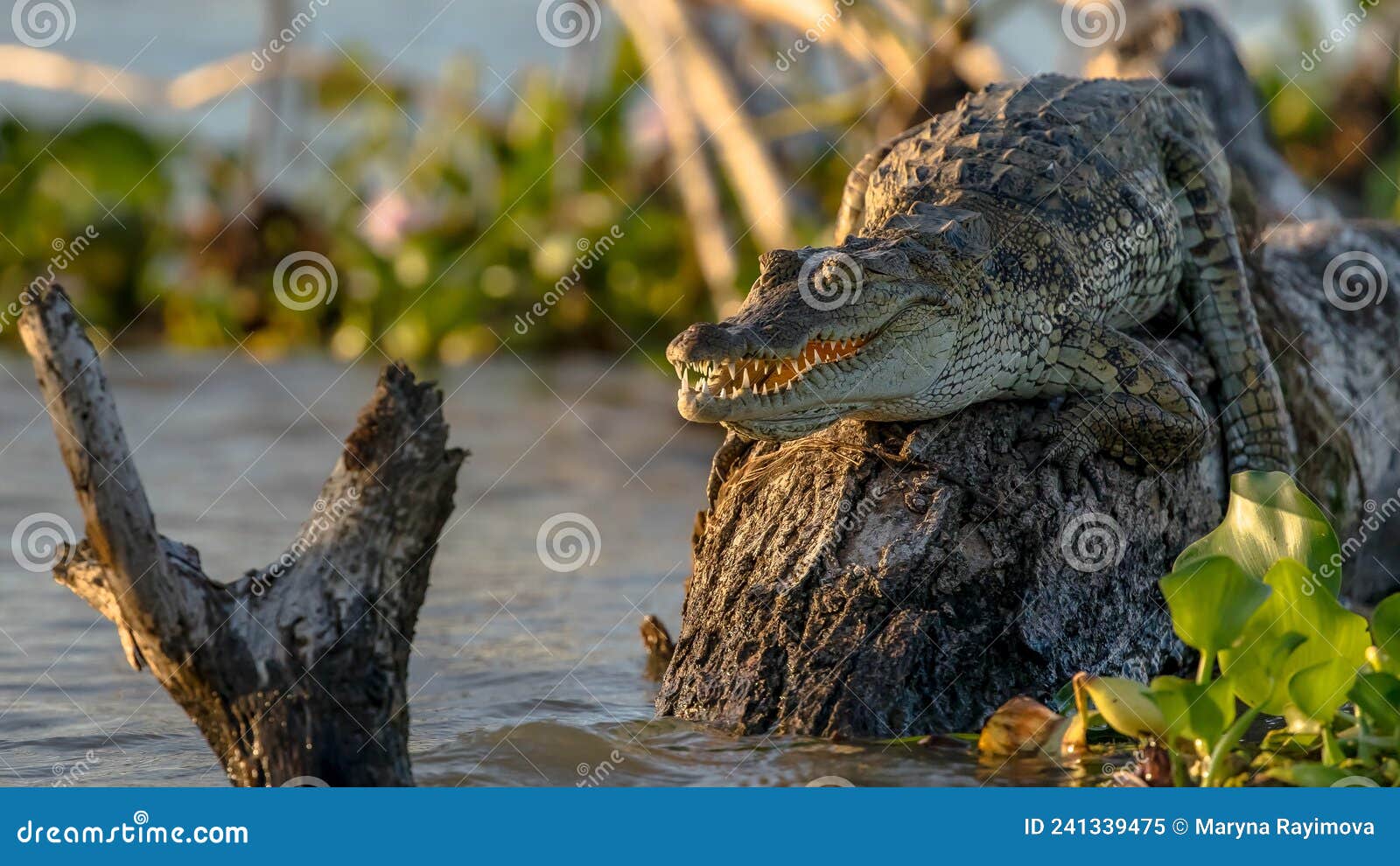 The Crocodile Lies on a Tree. Stock Image - Image of closeup, carnivore ...
