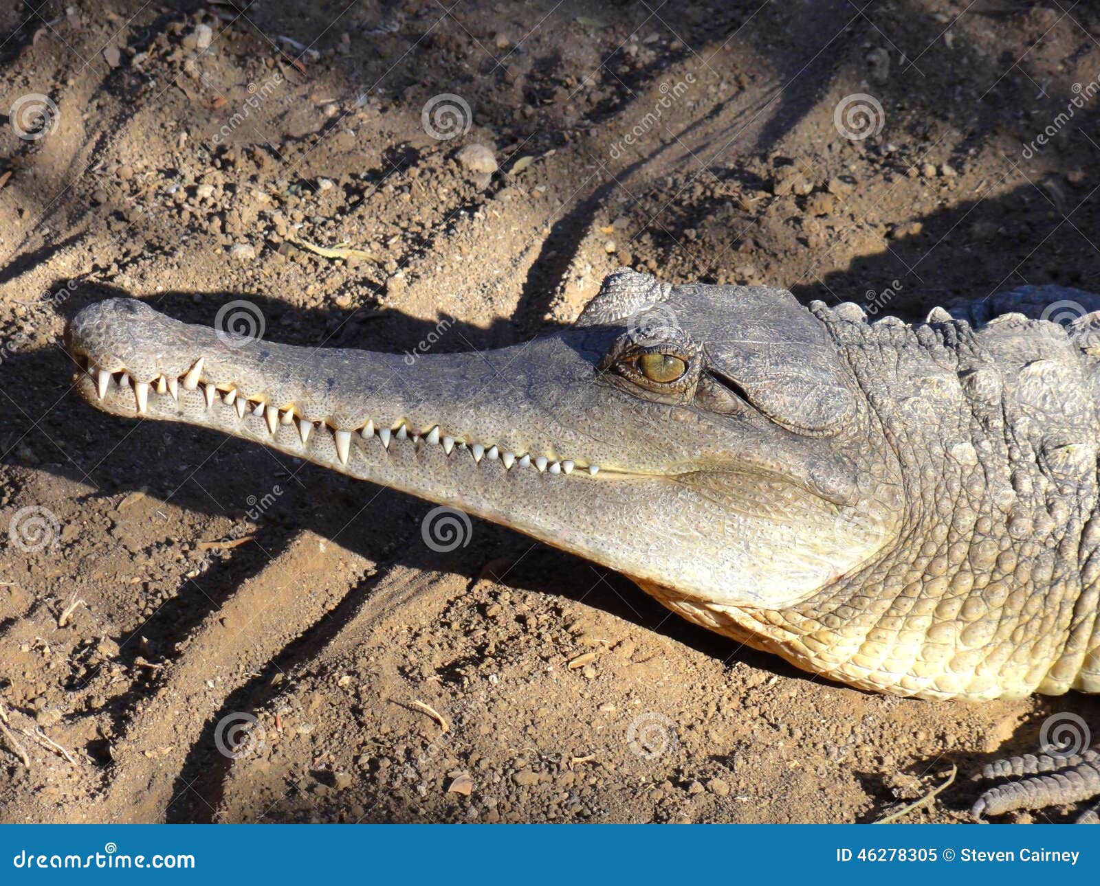 Crocodile stock image. Image of safari, africa, long - 46278305