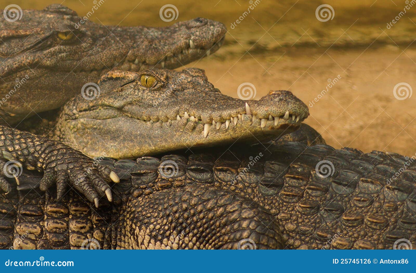 The crocodile looks stock photo. Image of close, hunter - 25745126