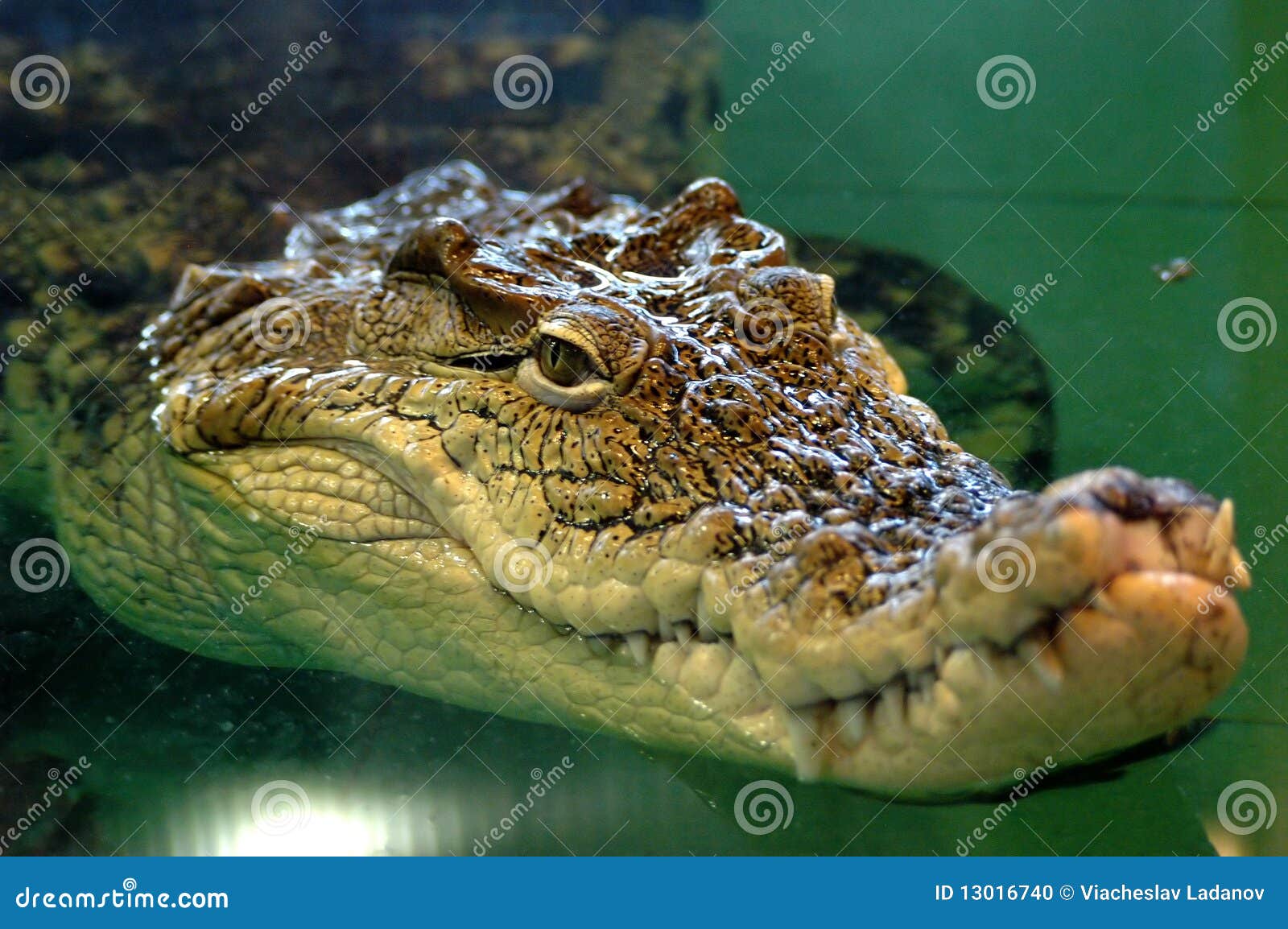 The Crocodile Looks Out of Water Stock Photo - Image of pool, predator ...