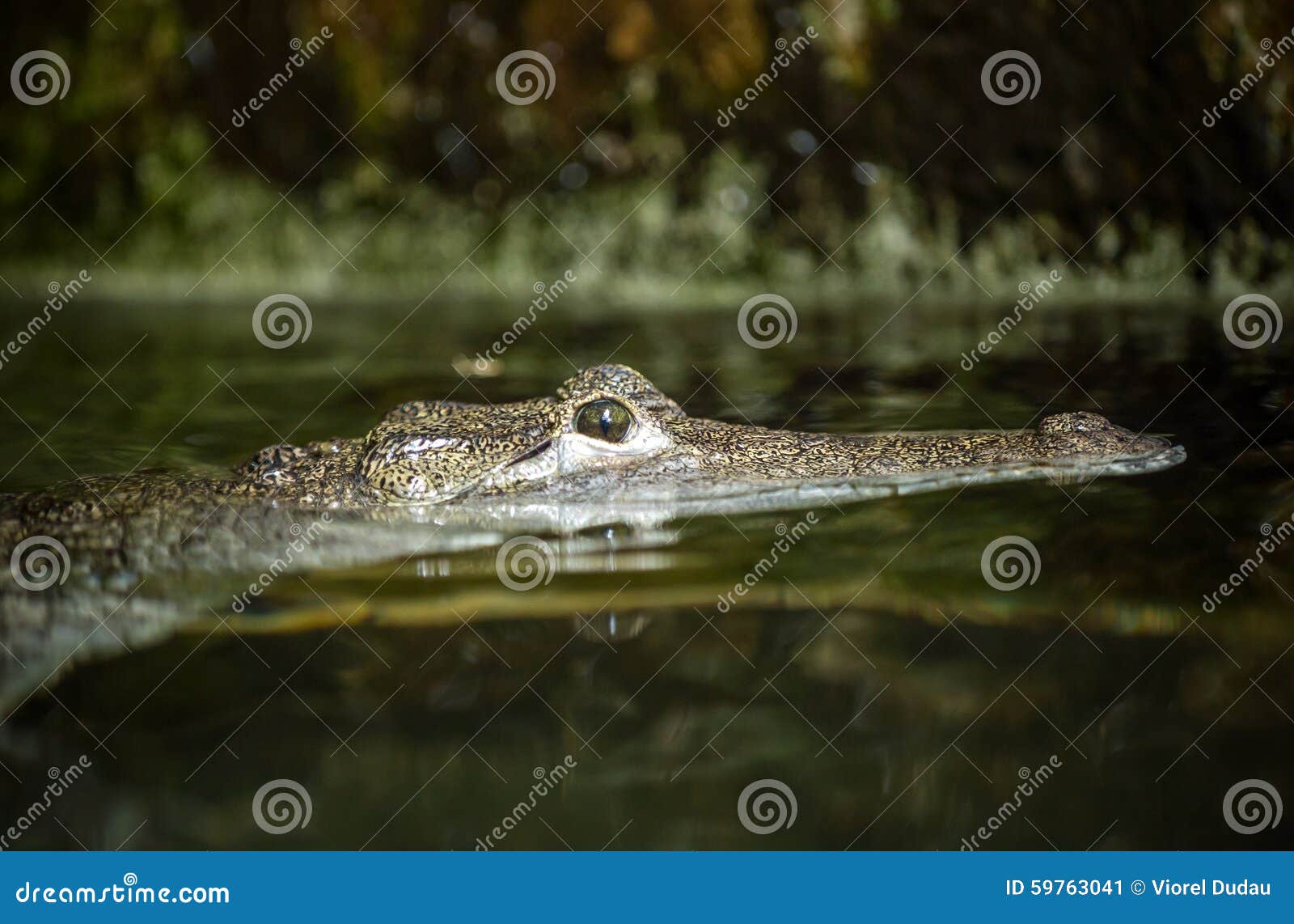 Crocodile stock image. Image of floating, alligator, water - 59763041