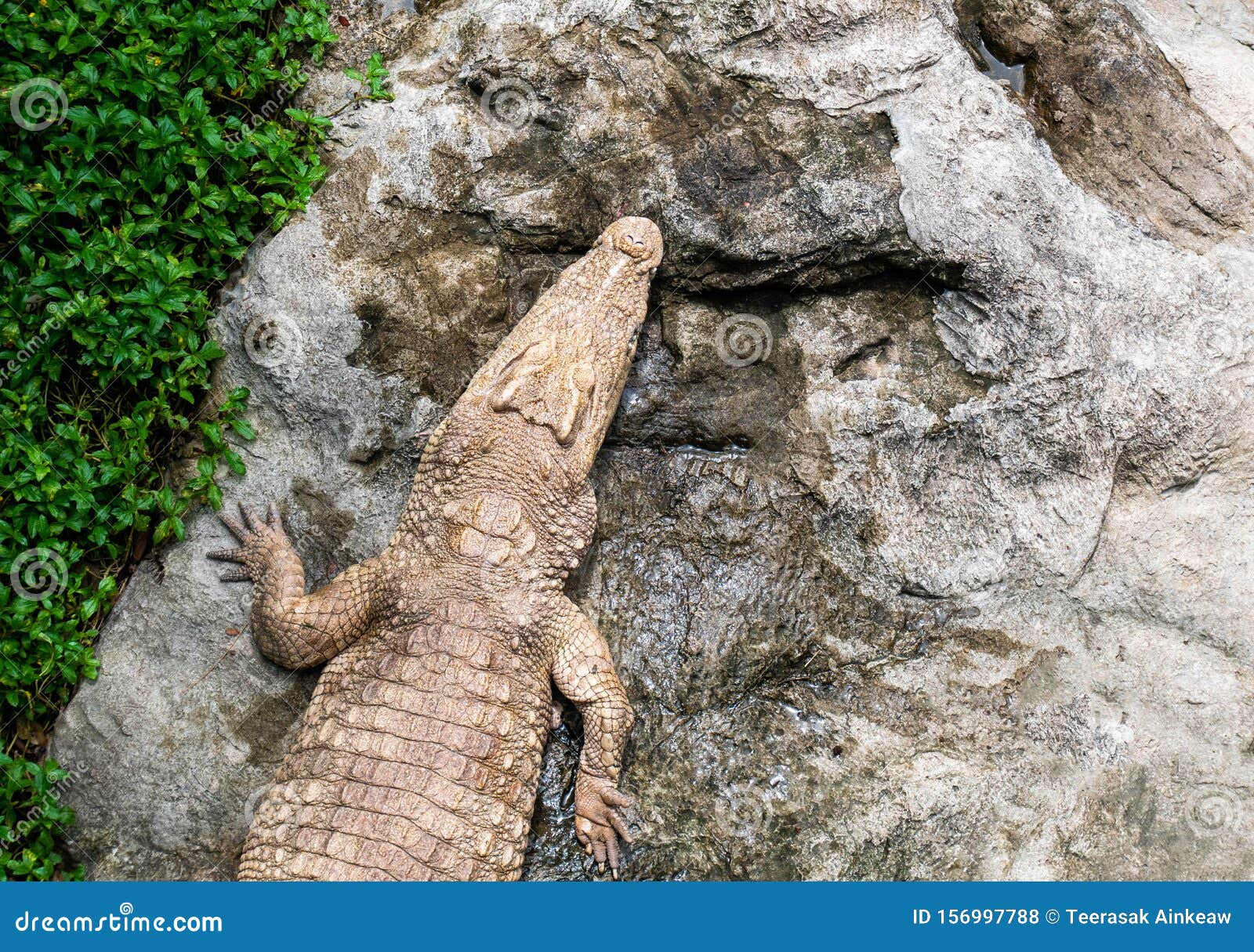 Crocodile Lying On The Rocks By The Pond In The Public Garden Stock ...