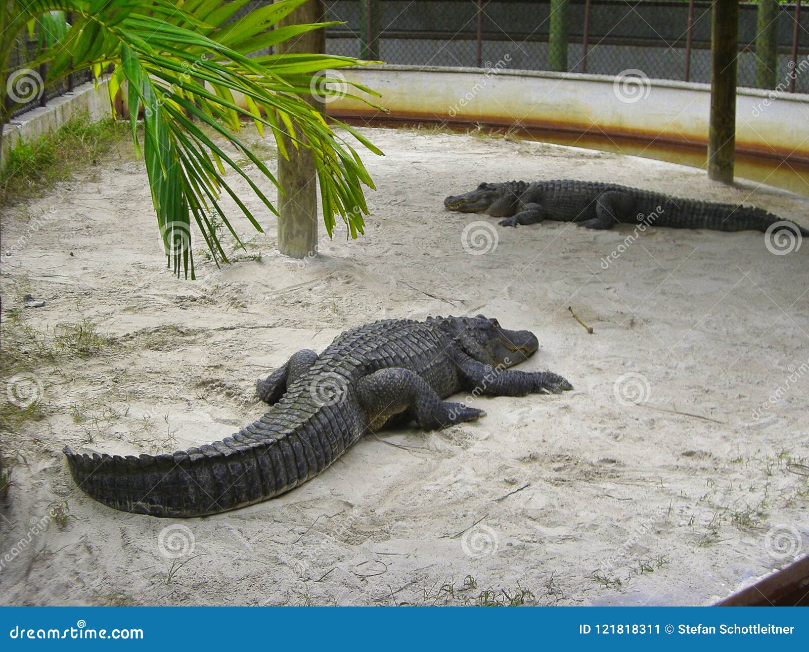 A Crocodile is Lying in the Sand Stock Image - Image of beautiful ...