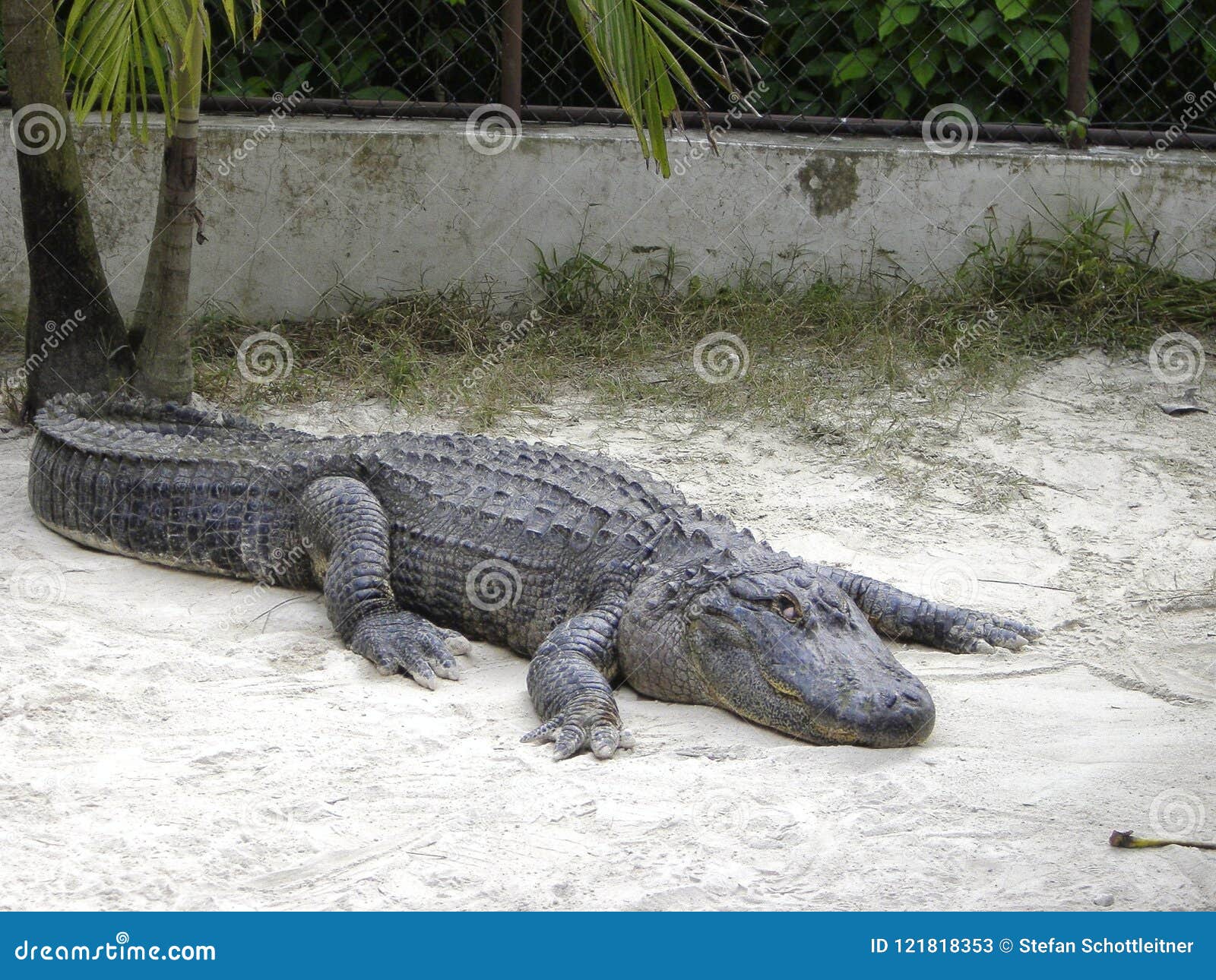 A Crocodile is Lying in the Sand Stock Image - Image of closeup, mouth ...
