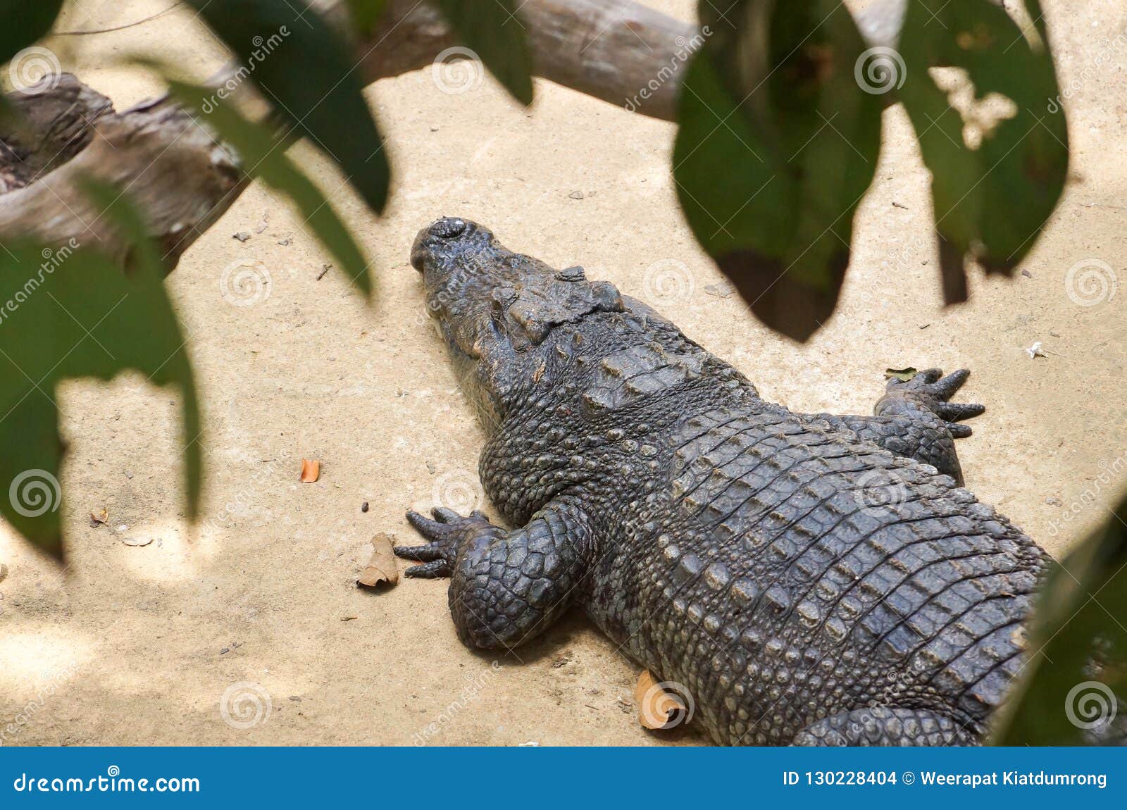 Crocodile Lying Under the Tree Stock Photo - Image of animal, skin ...
