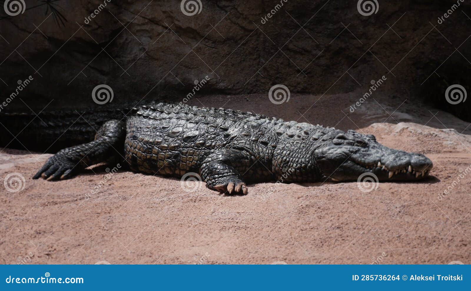 Crocodile Lying in Zoo. Crocodile Resting on the Ground Stock Footage ...