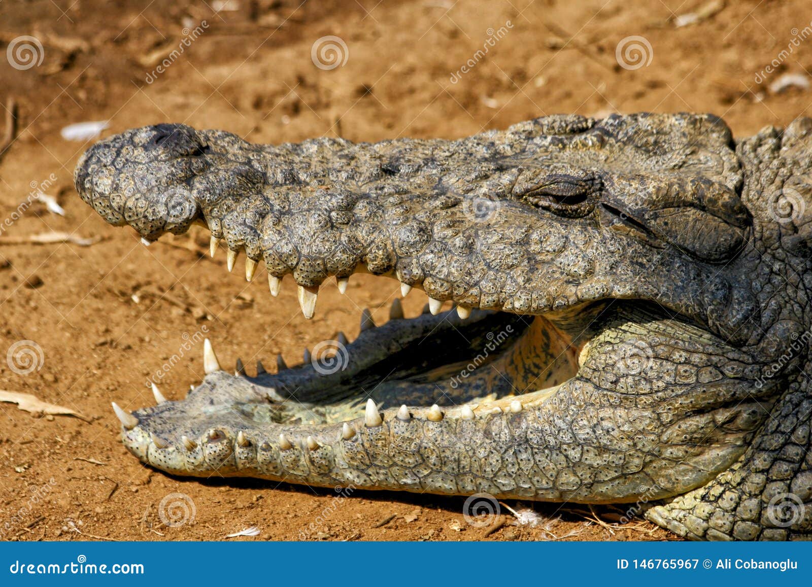 Crocodile mexican stock image. Image of natural, animal - 146765967