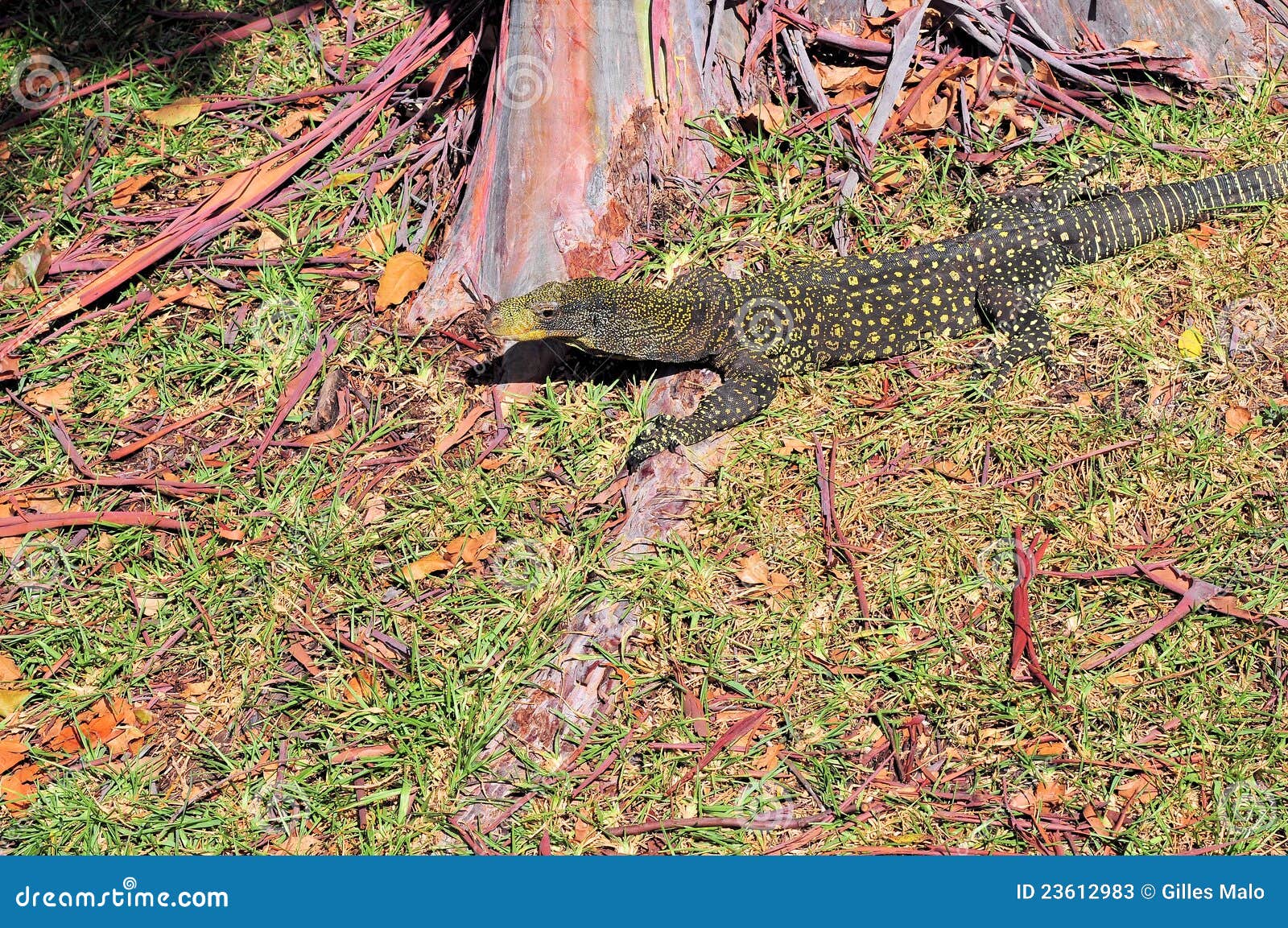 Crocodile Monitor stock image. Image of fearsome, australasians - 23612983