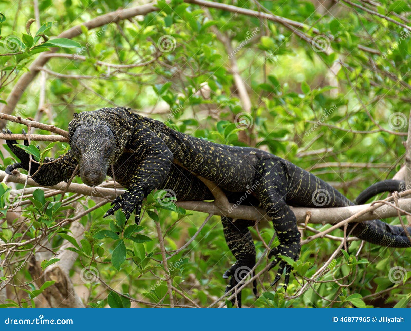 Crocodile Monitor stock image. Image of monitor, salvadori - 46877965