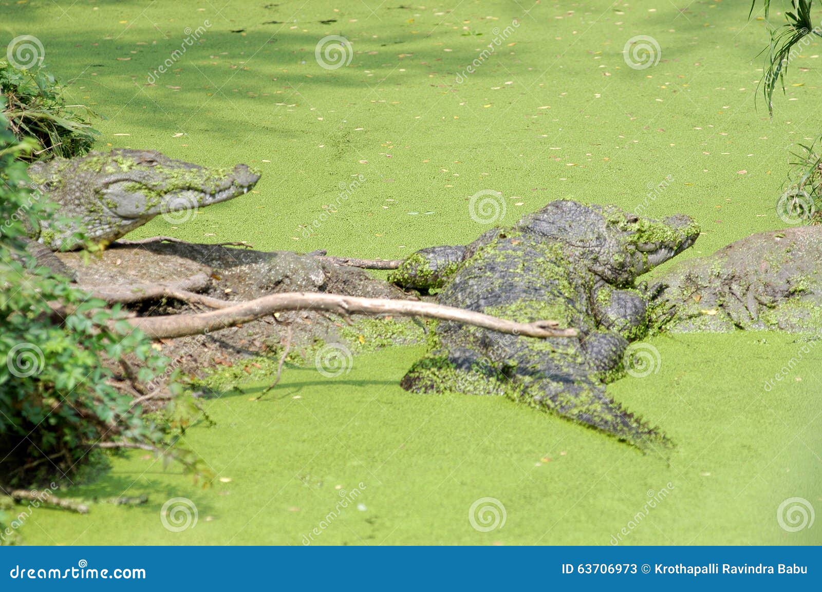 Crocodile in the Mossy Water Stock Image - Image of danger, moss: 63706973