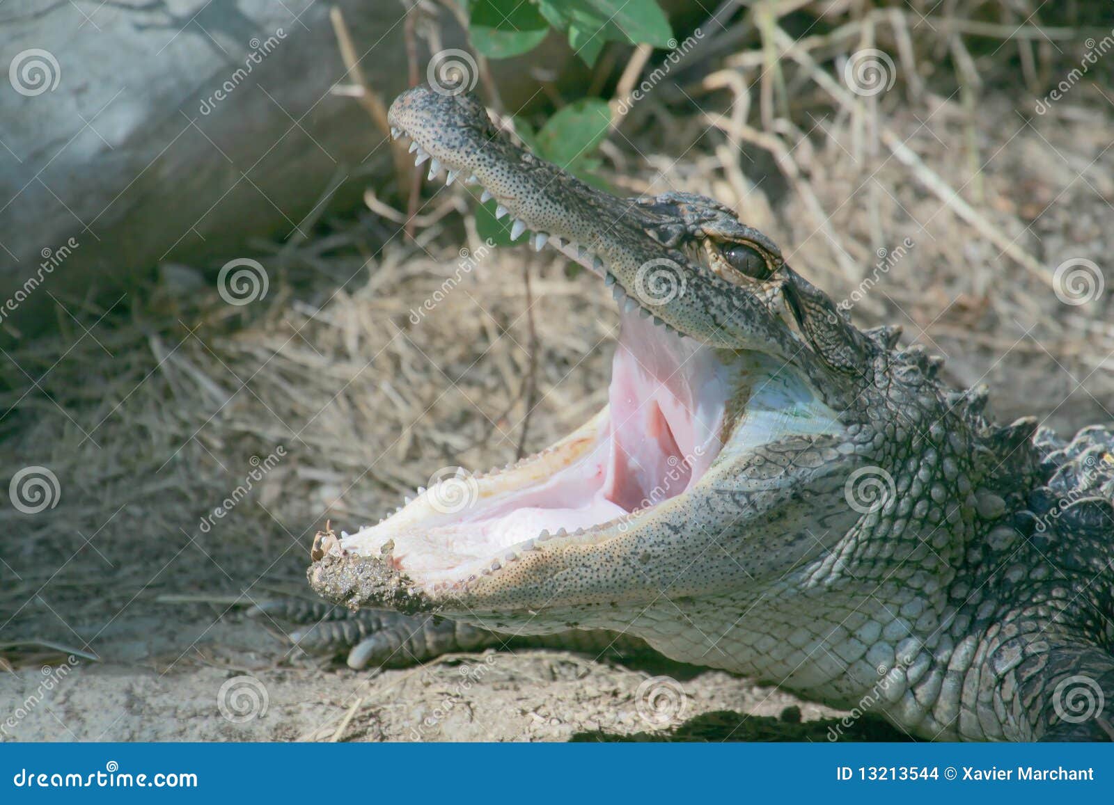Crocodile mouth stock photo. Image of reptile, closed - 13213544