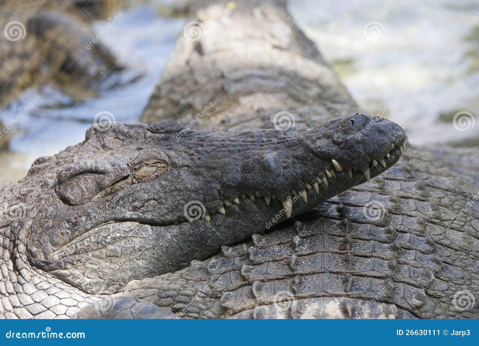 Crocodile mouth stock image. Image of dangerous, alligator - 26630111
