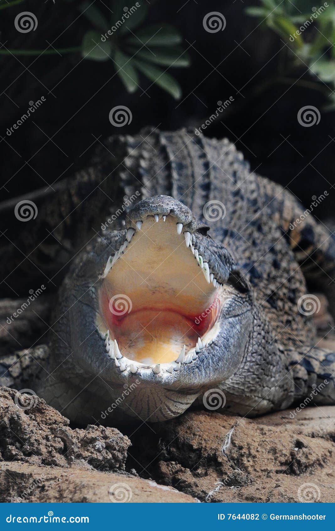 Crocodile mouth stock photo. Image of reptiles, scary - 7644082
