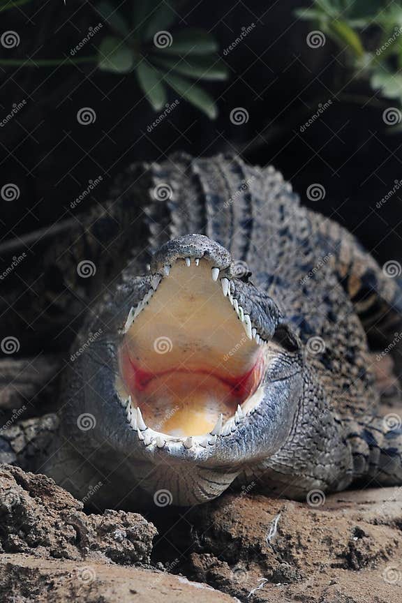 Crocodile mouth stock photo. Image of reptiles, scary - 7644082