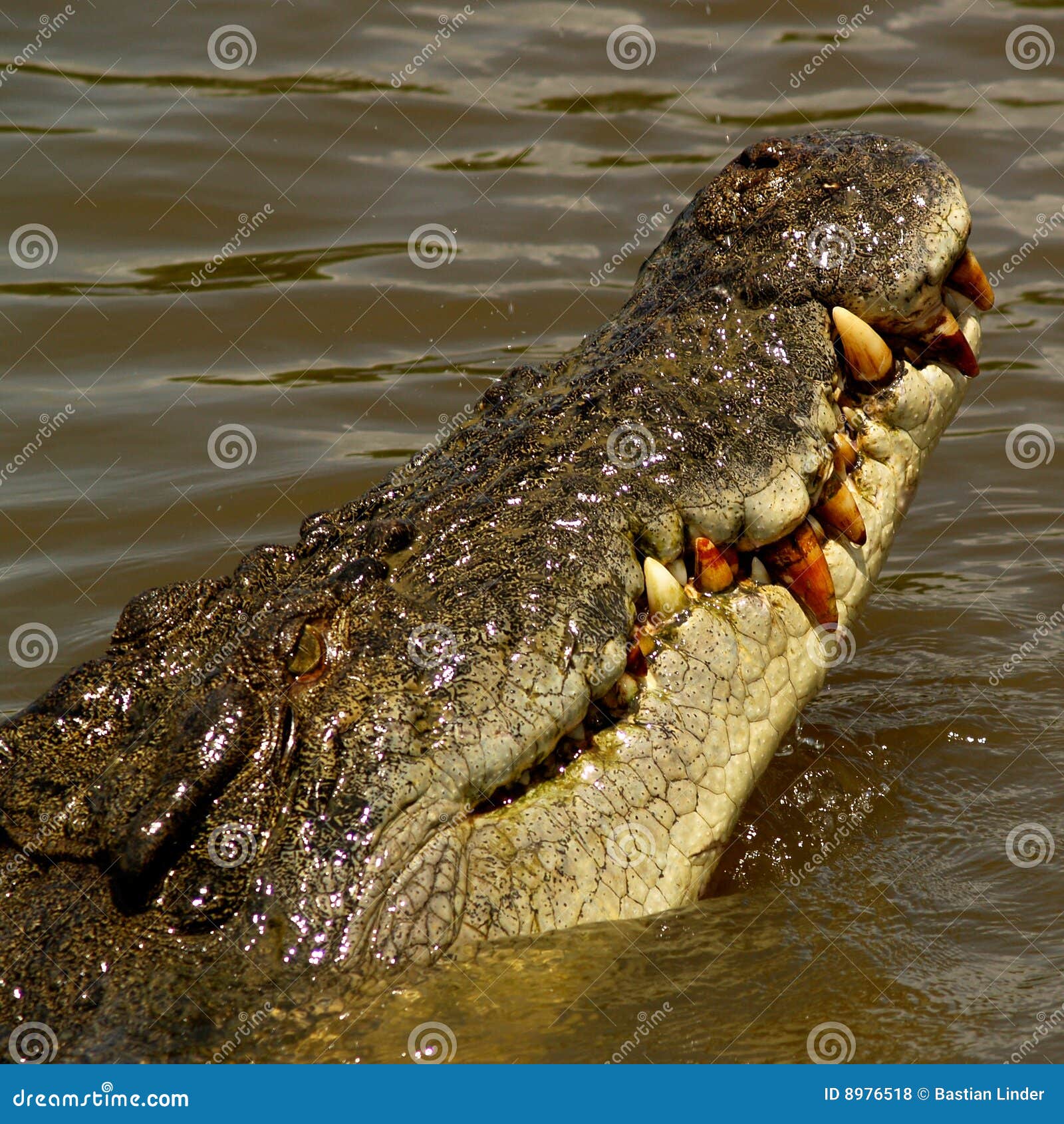 Crocodile Mouth stock photo. Image of river, northern - 8976518