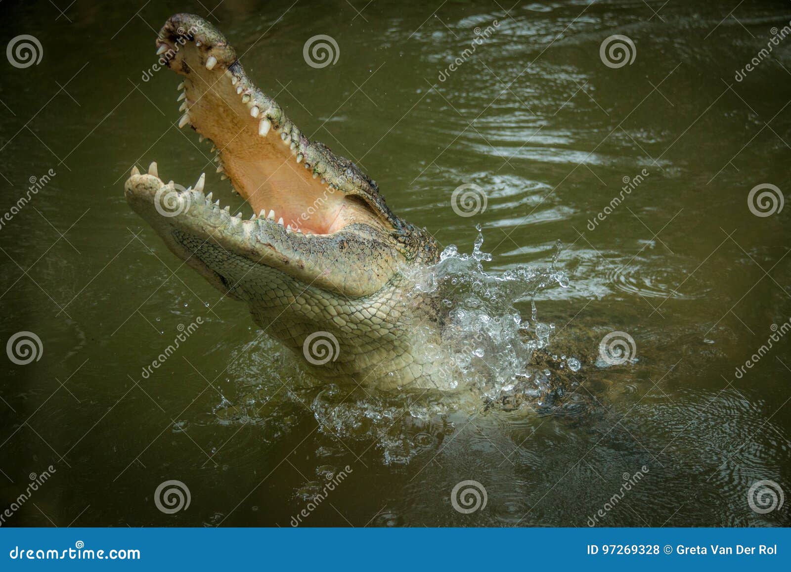 Crocodile mouth stock photo. Image of lunges, saltie - 97269328