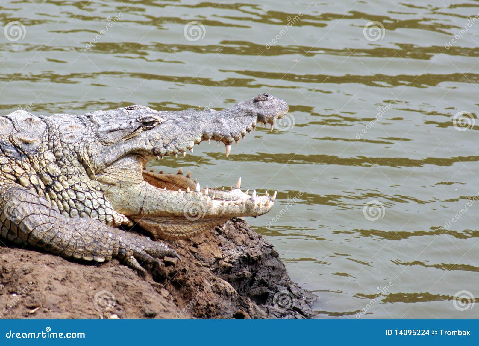 Crocodile with mouth open stock photo. Image of resting - 14095224