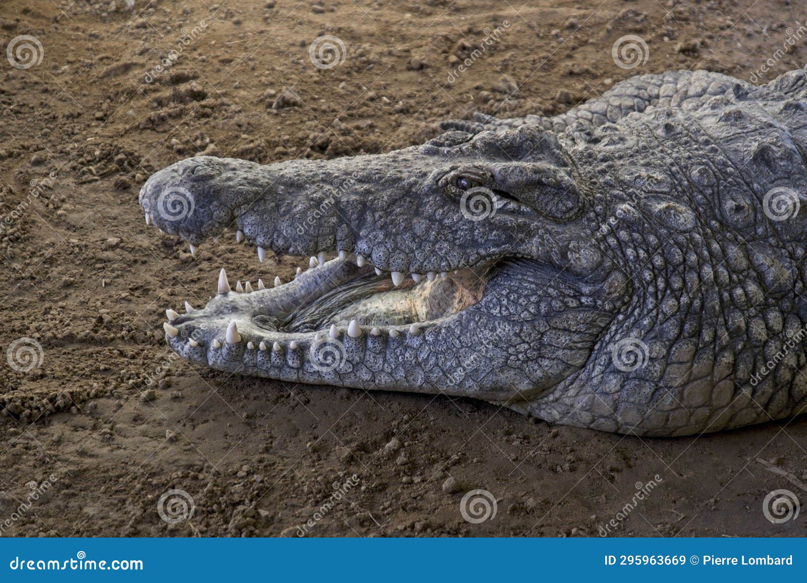 Crocodile with mouth open stock image. Image of nile - 295963669