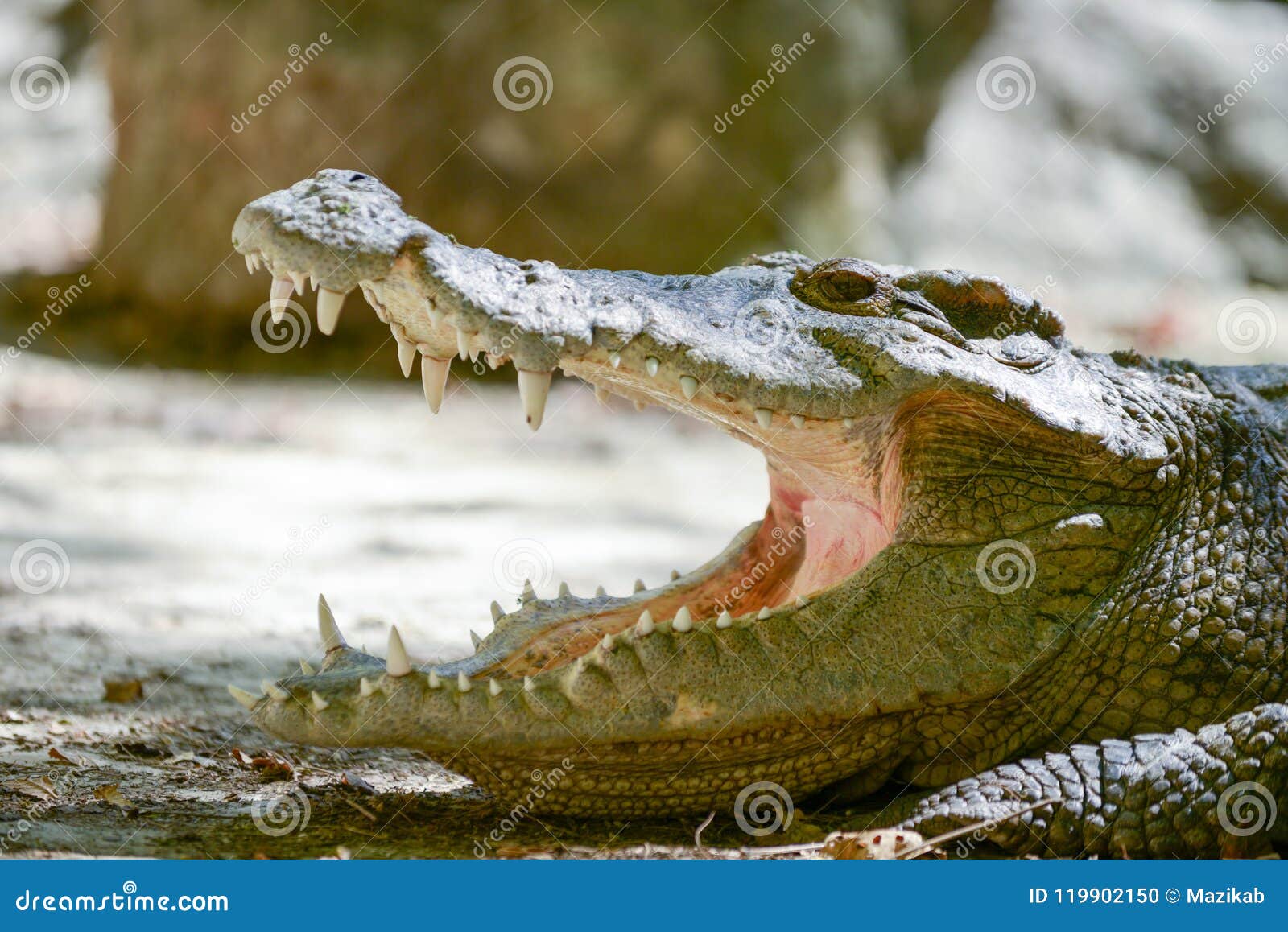Crocodile mouth stock photo. Image of leather, park - 119902150