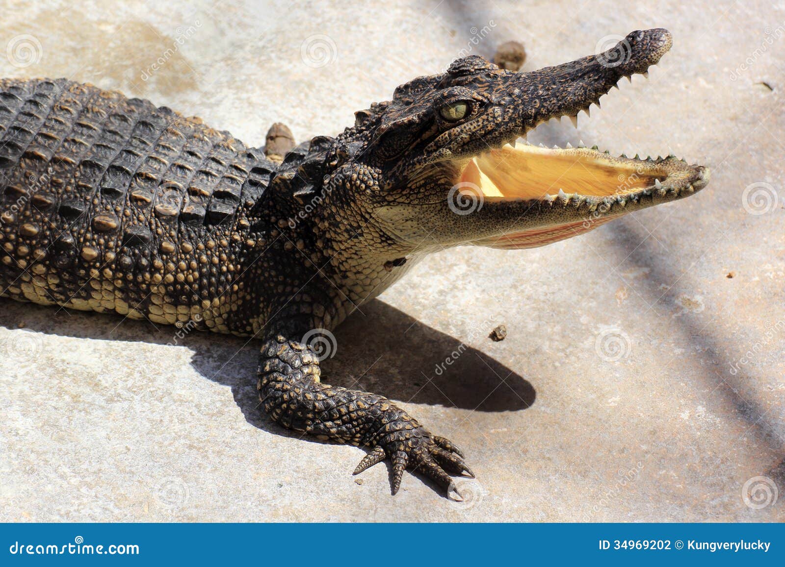 Crocodile with mouth open stock photo. Image of hide - 34969202