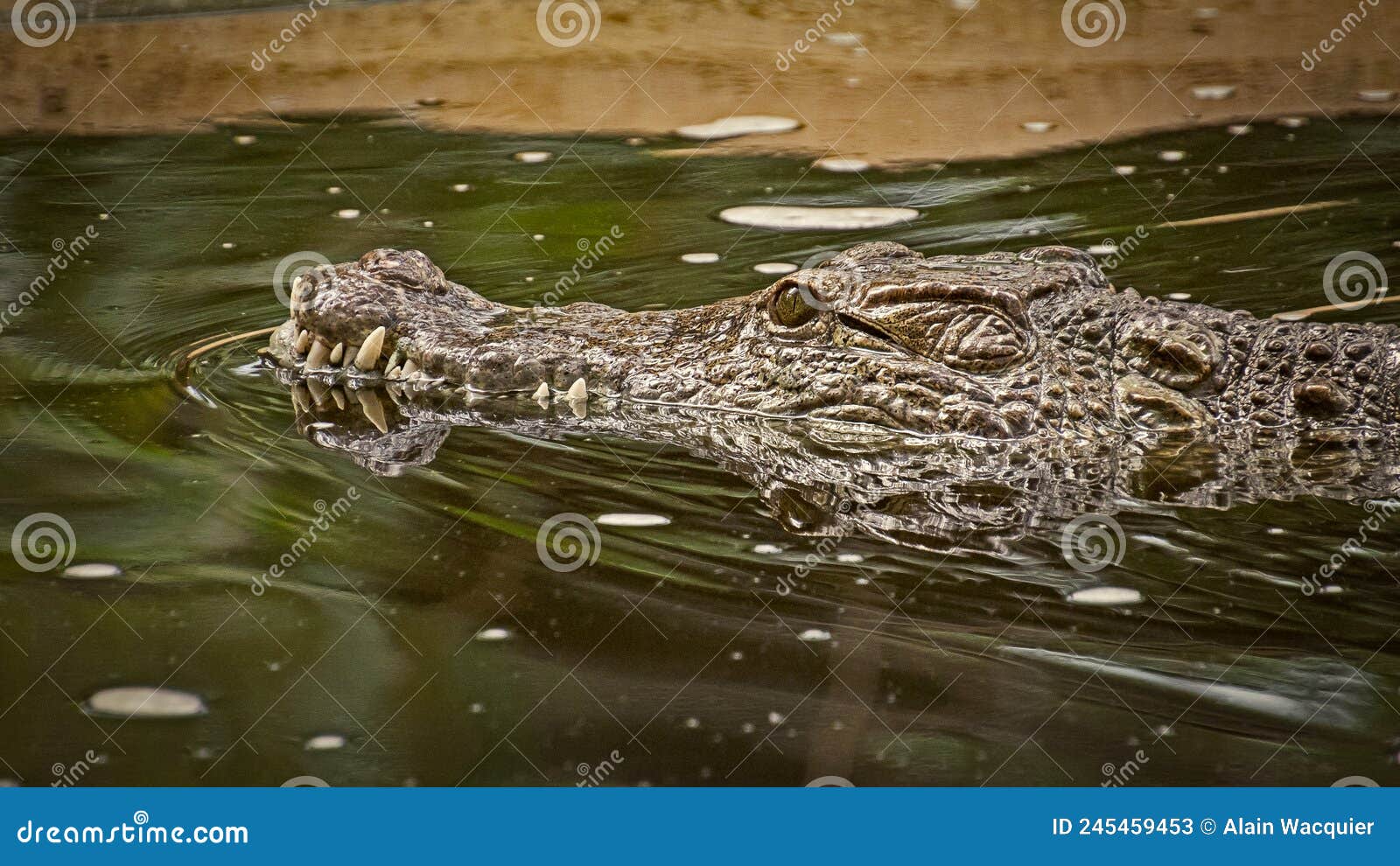 Crocodile Moving through the Water Stock Image - Image of moving ...