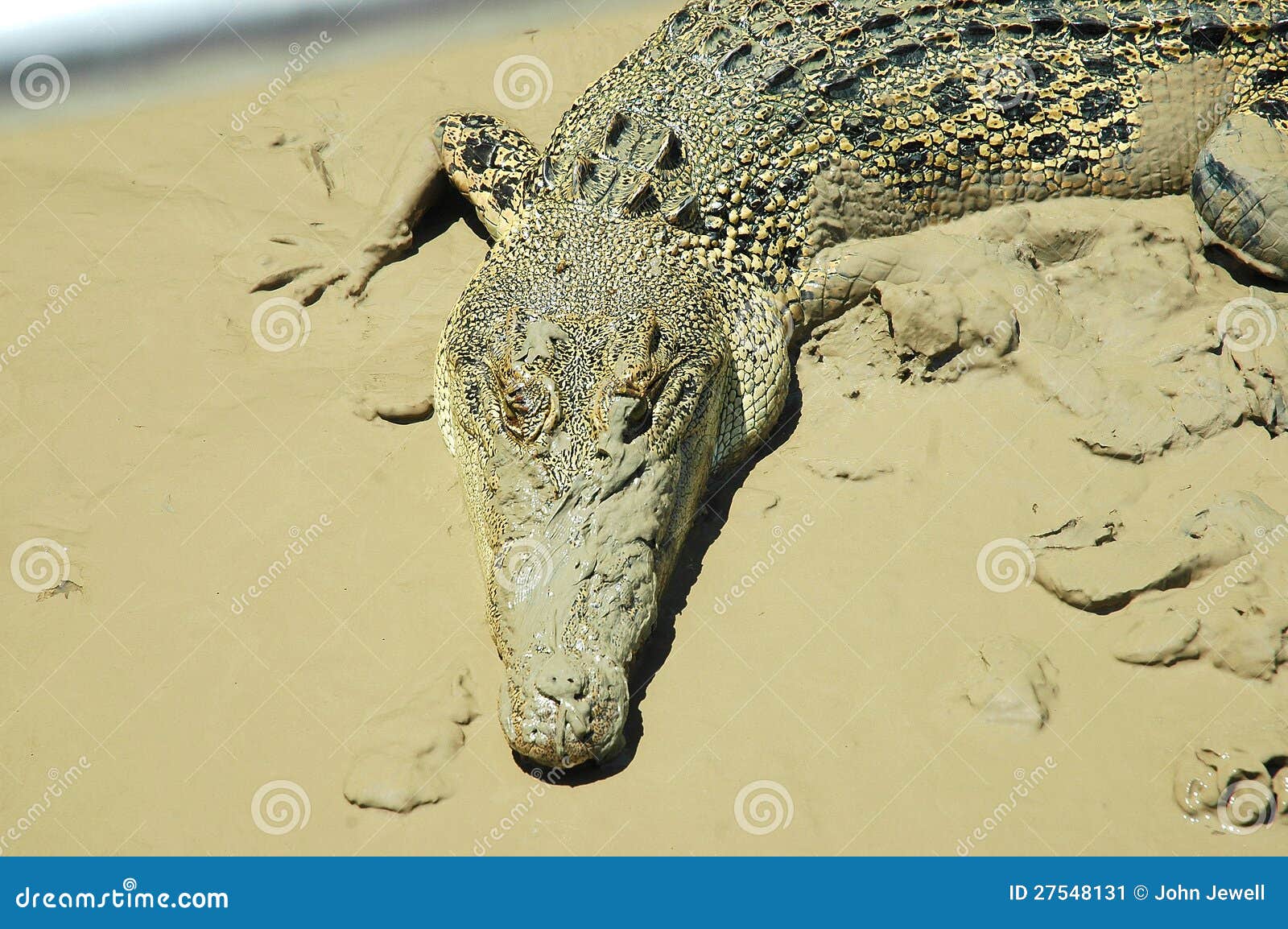Crocodile in Mud. stock image. Image of hunter, freaky - 27548131