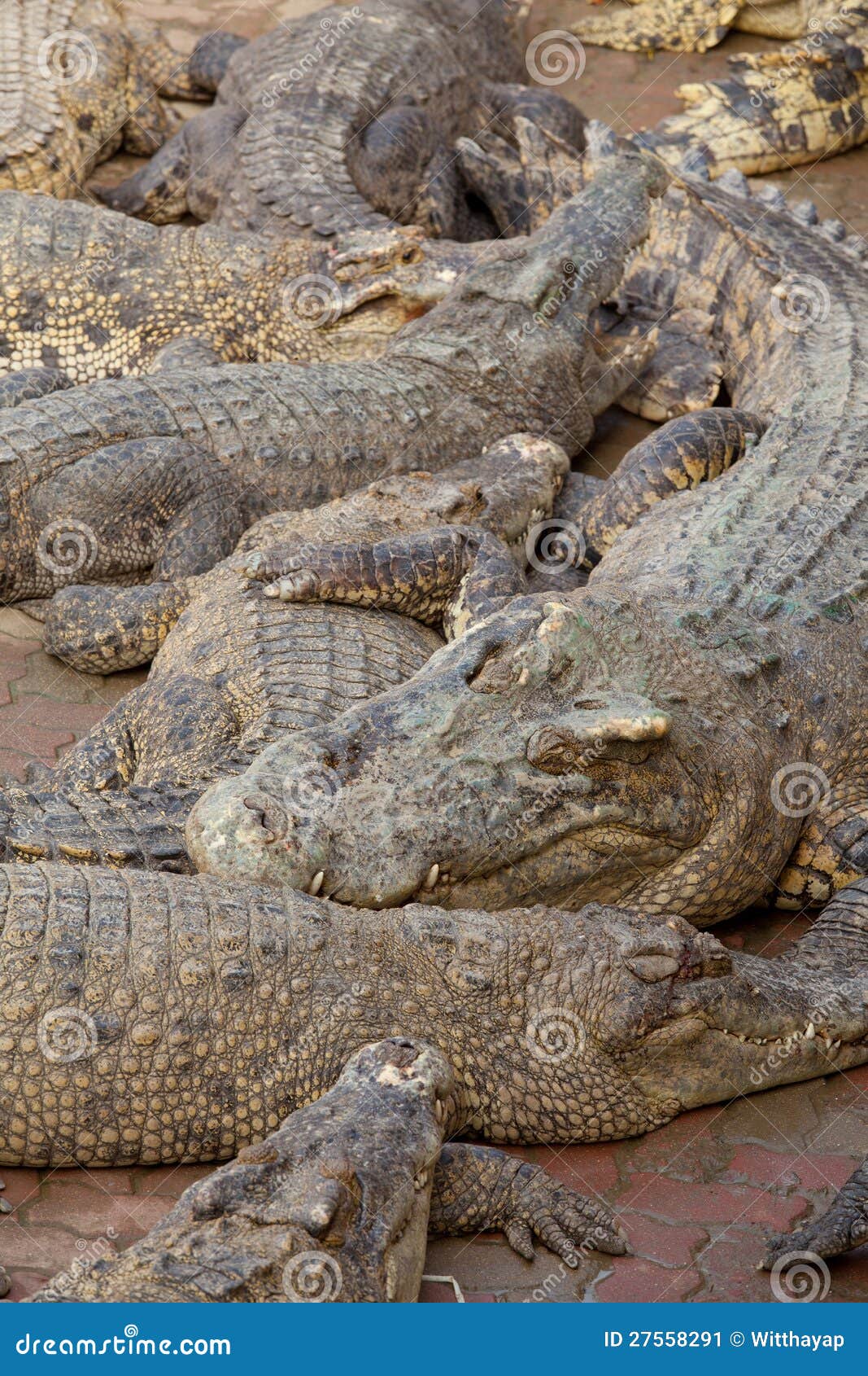 Crocodile Multiple Sleep in Water Stock Image - Image of pond ...