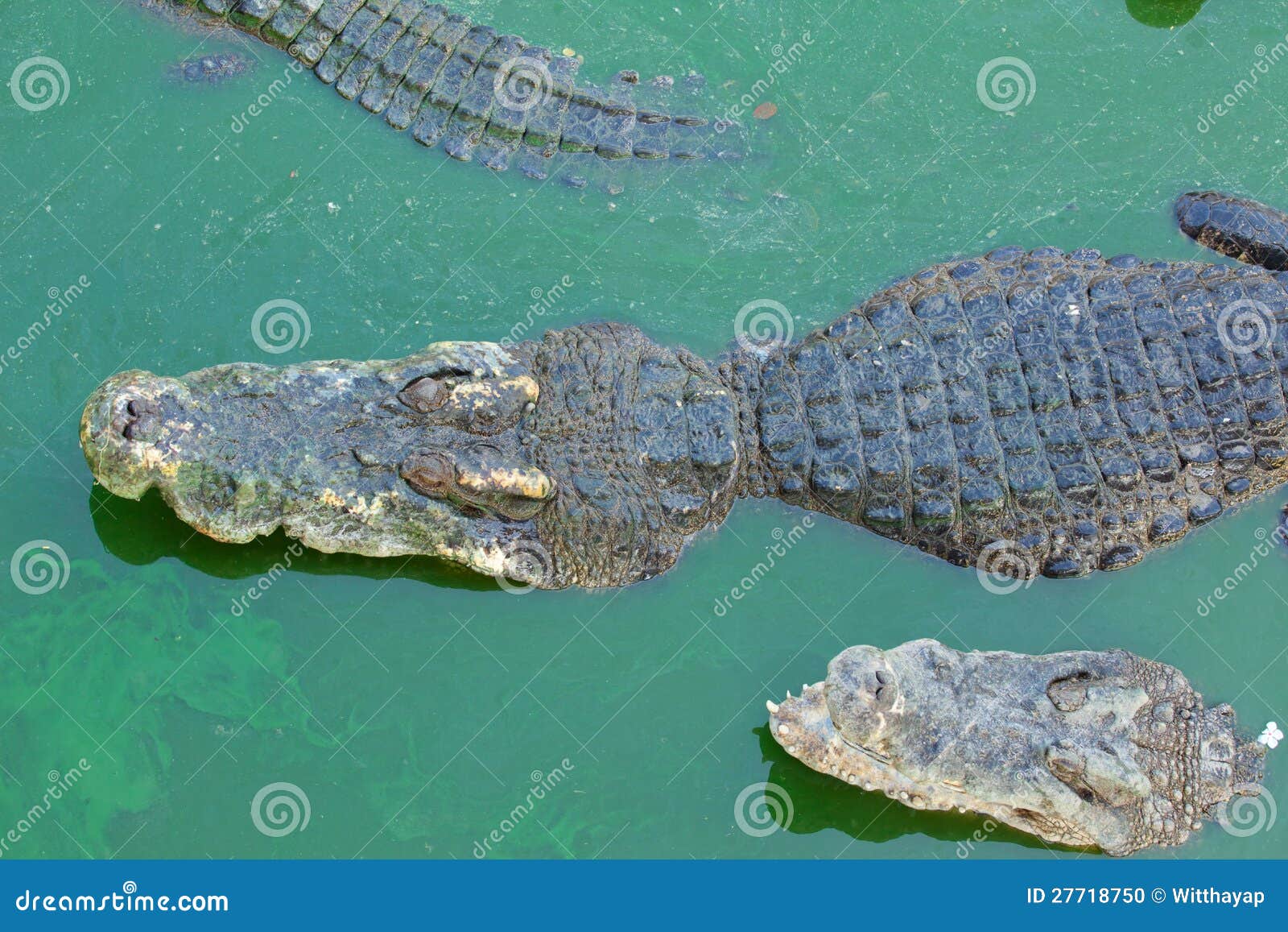Crocodile Multiple Sleep in Water Stock Photo - Image of thailand, wild ...