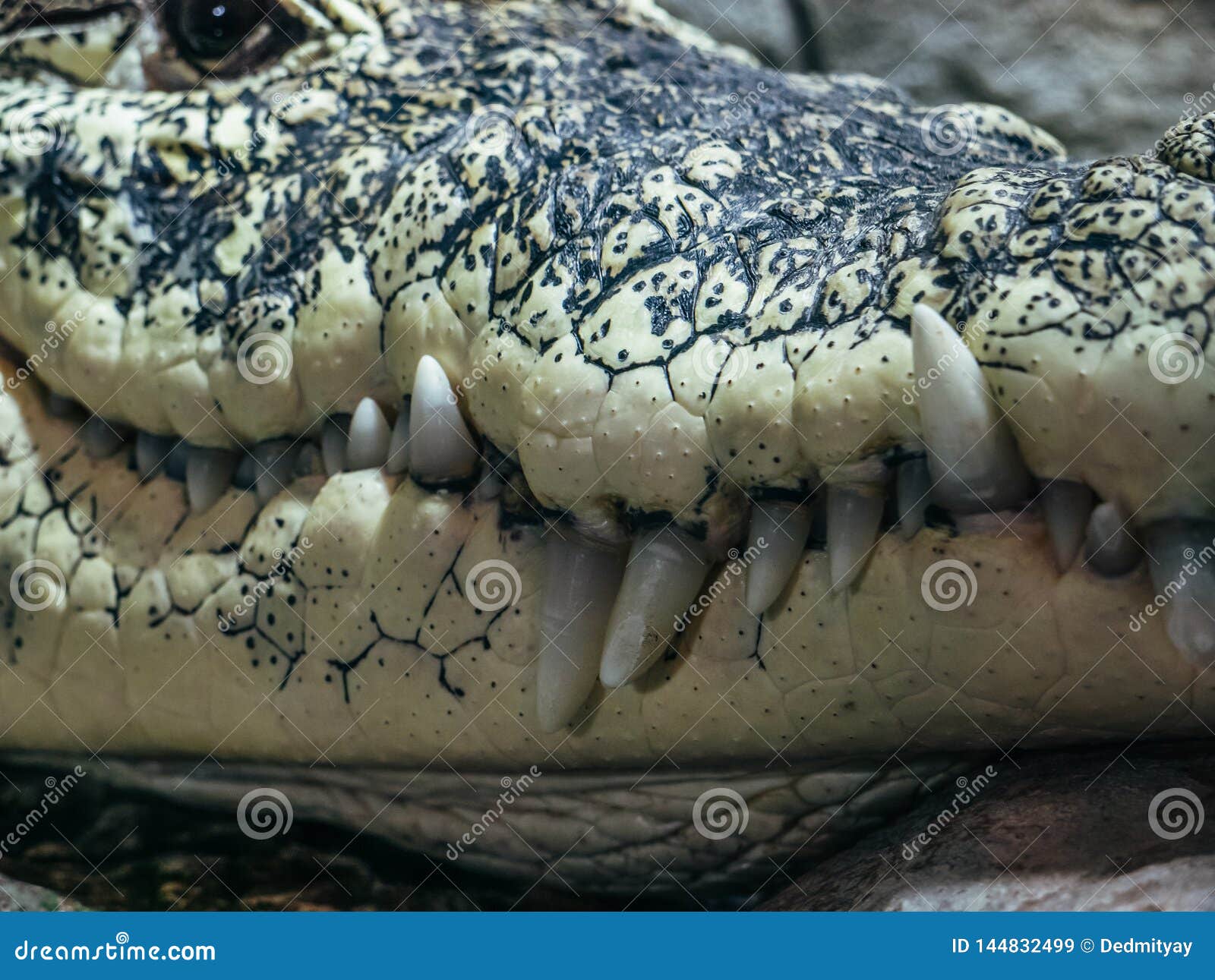 Crocodile Muzzle with Mouth and Big Teeth, Close Up Stock Image - Image ...