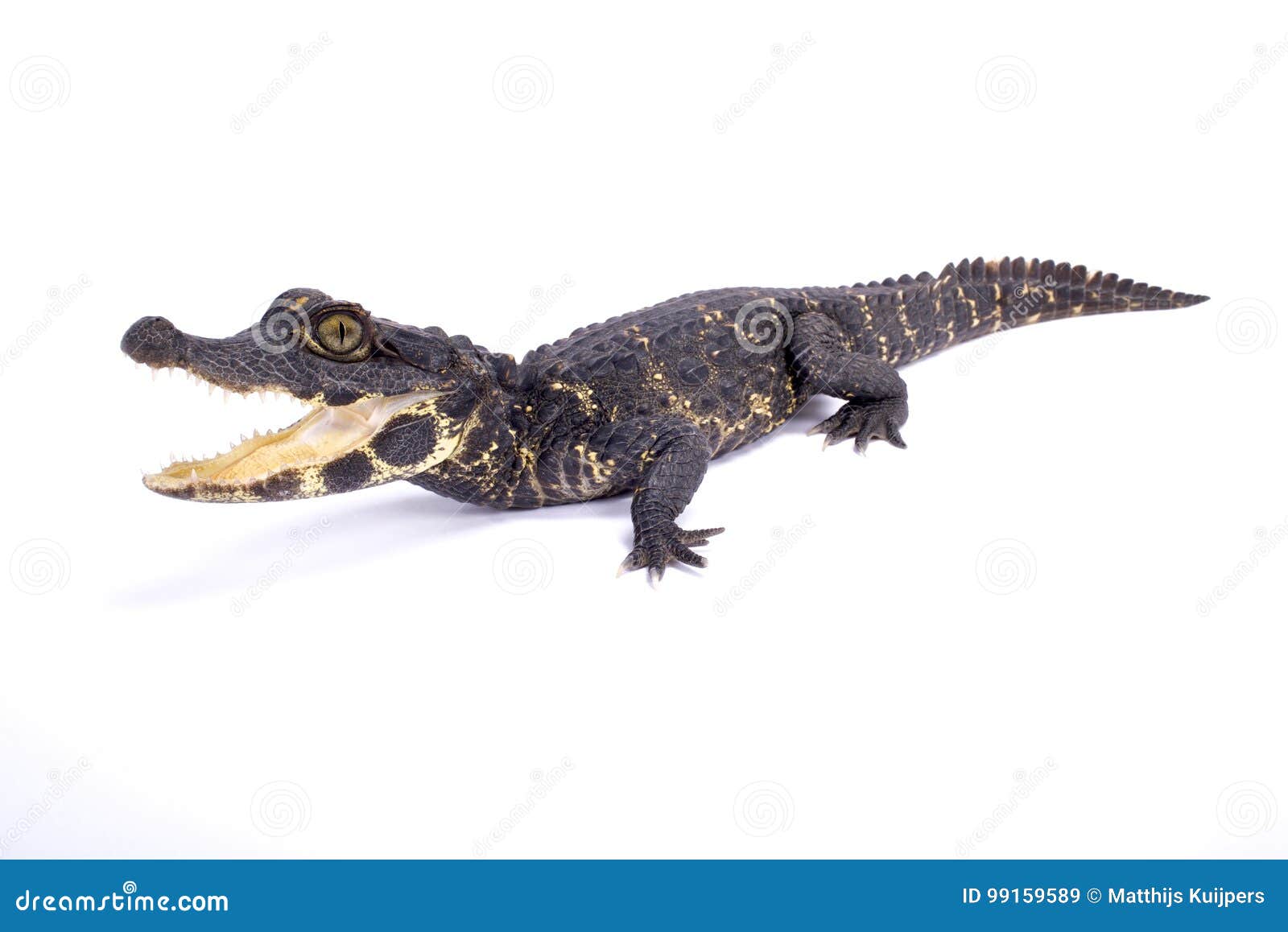 Crocodile Nain, Tetraspis D'Osteolaemus Image stock - Image du cameroun, crocodile: 99159589