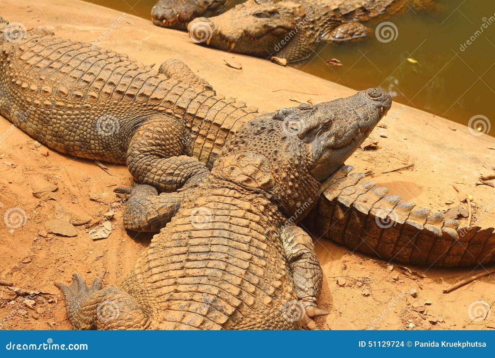 Crocodile in the Nature at the Forest Stock Photo - Image of everglades ...