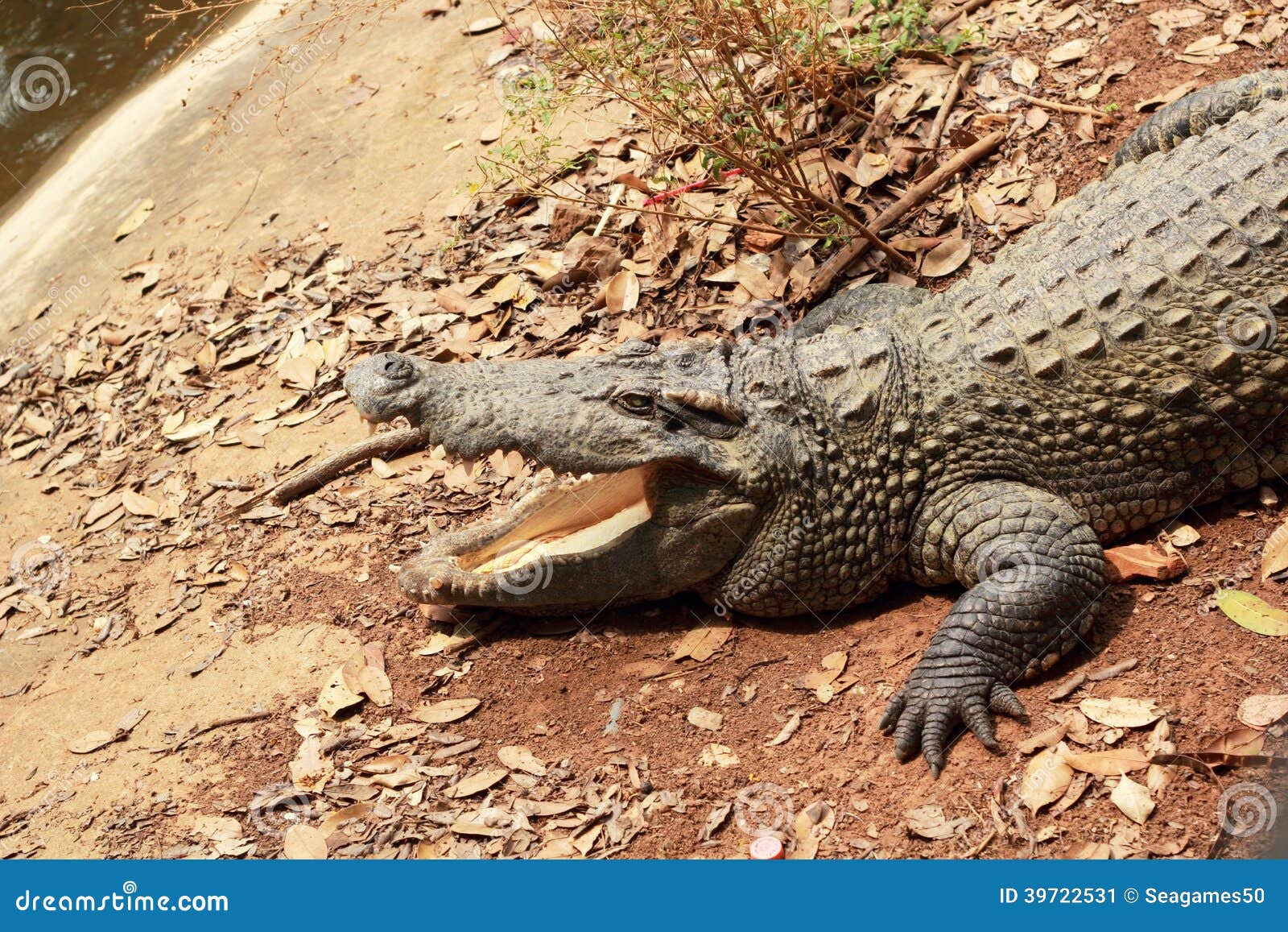 Crocodile in the Nature - on the Ground. Stock Image - Image of white ...
