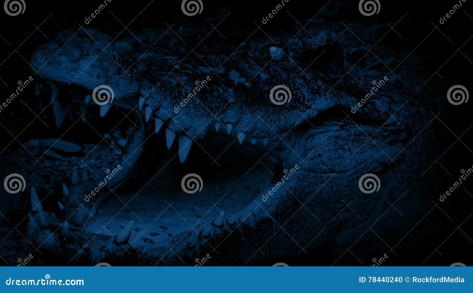 Crocodile at Night Opens Mouth Stock Footage - Video of fire, lake ...