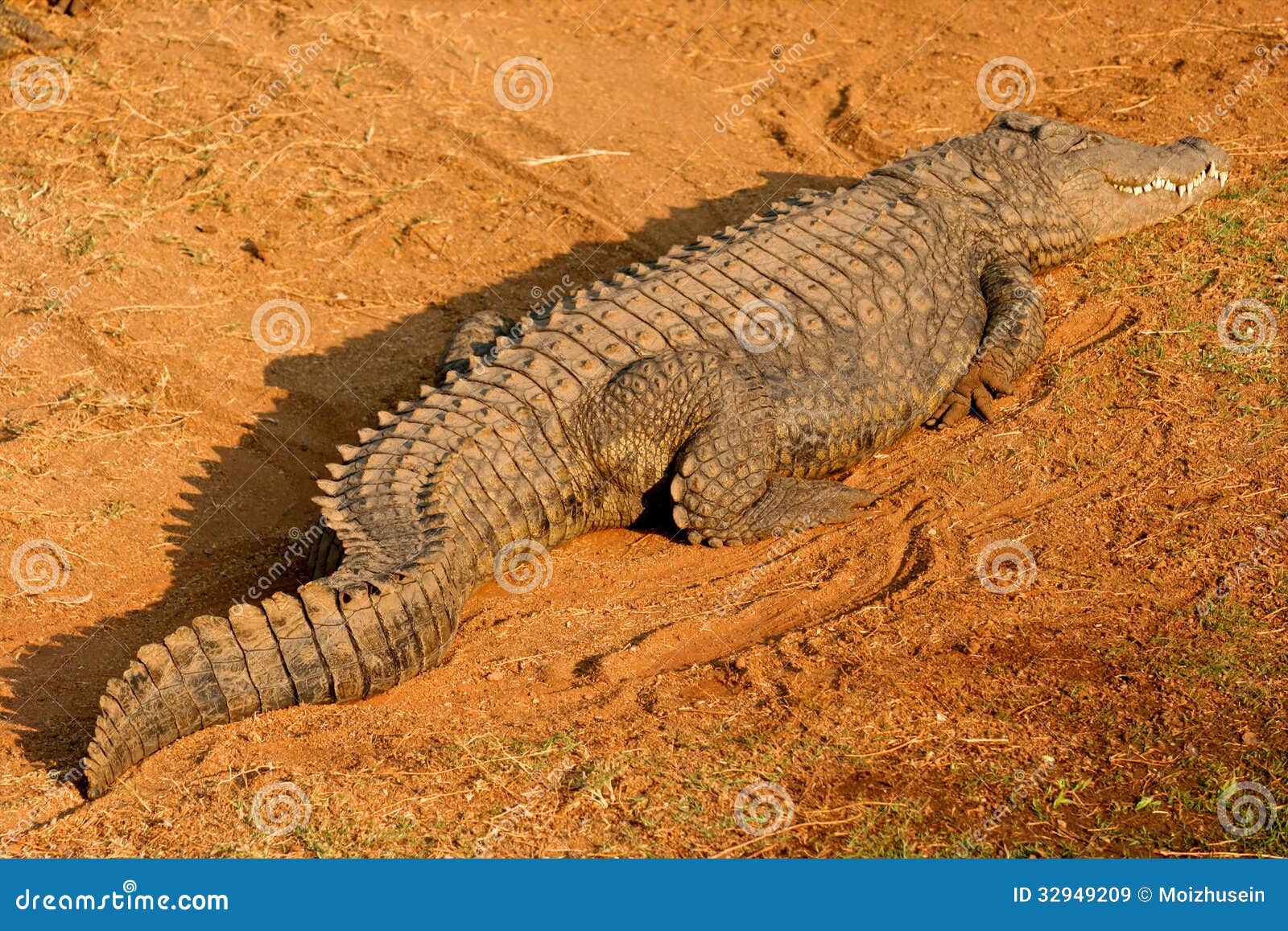 Crocodile stock image. Image of landscapes, animal, mouth - 32949209