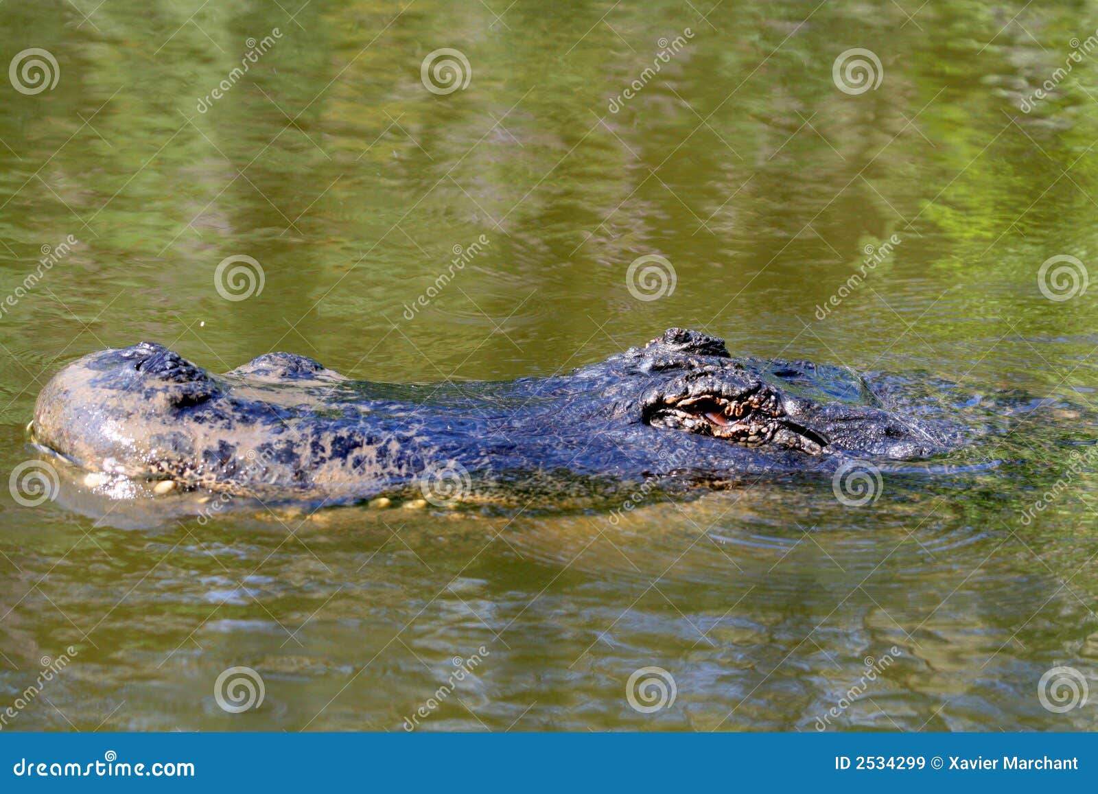Crocodile Nose Picture. Image: 2534299