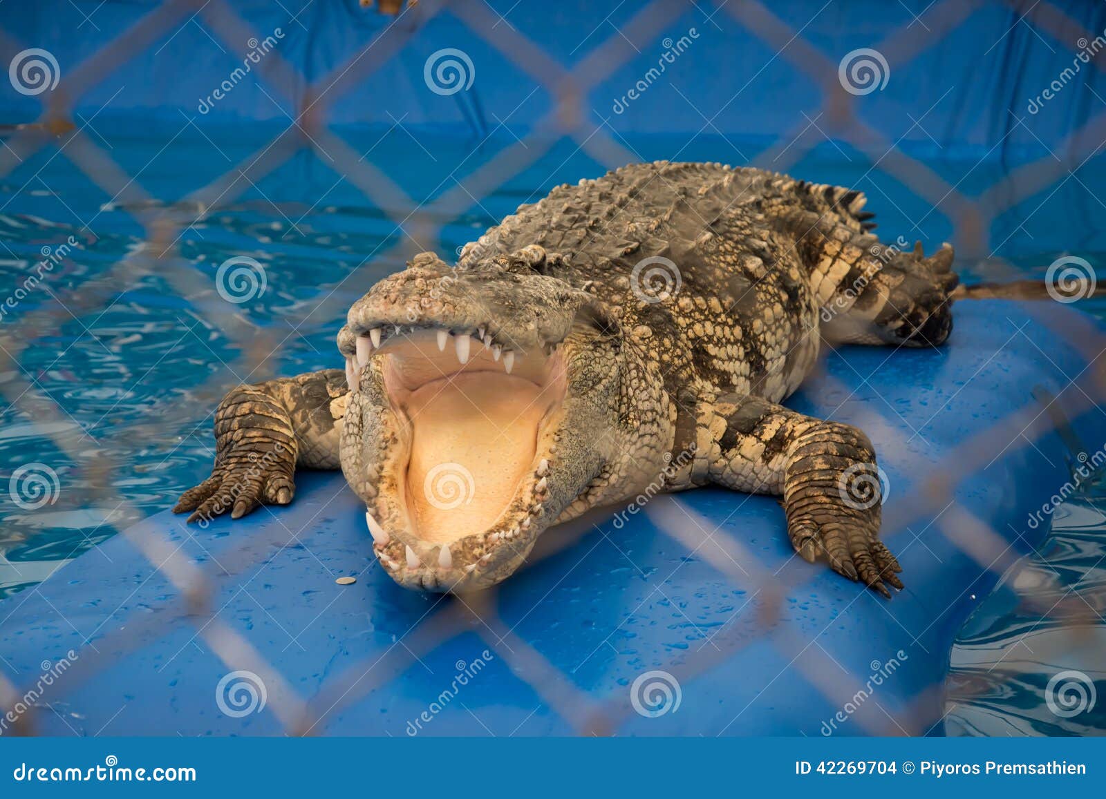 A crocodile with open jaws stock photo. Image of nature - 42269704