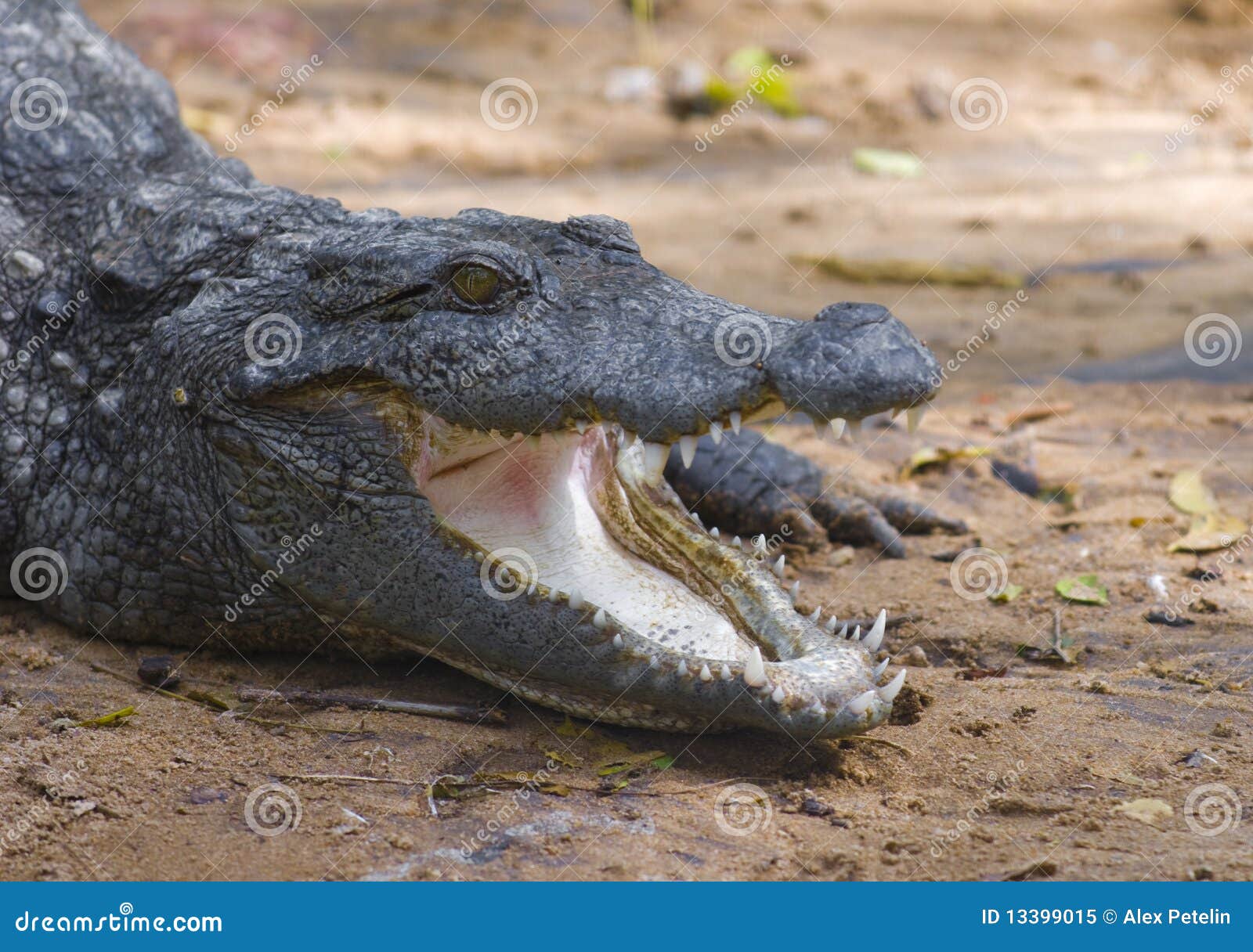 Crocodile With An Open Mouth Stock Photography | CartoonDealer.com ...