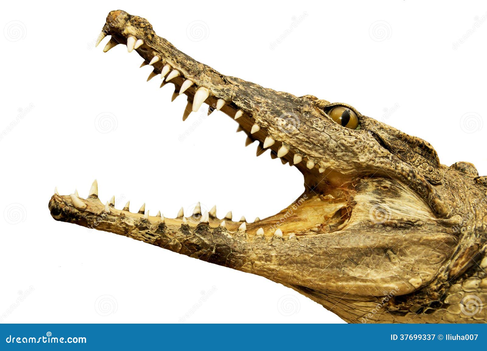 Crocodile with an Open Mouth Stock Image - Image of skin, scales: 37699337