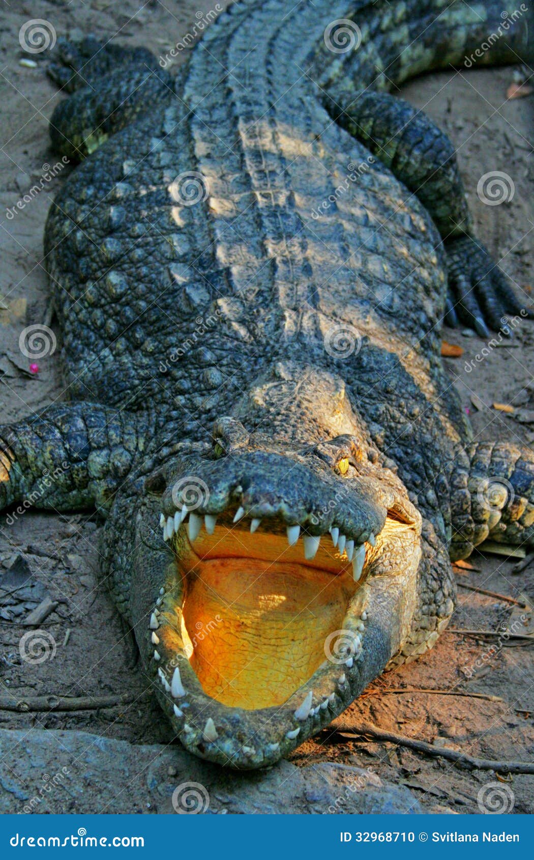 Crocodile with open mouth stock photo. Image of crocodylus - 32968710