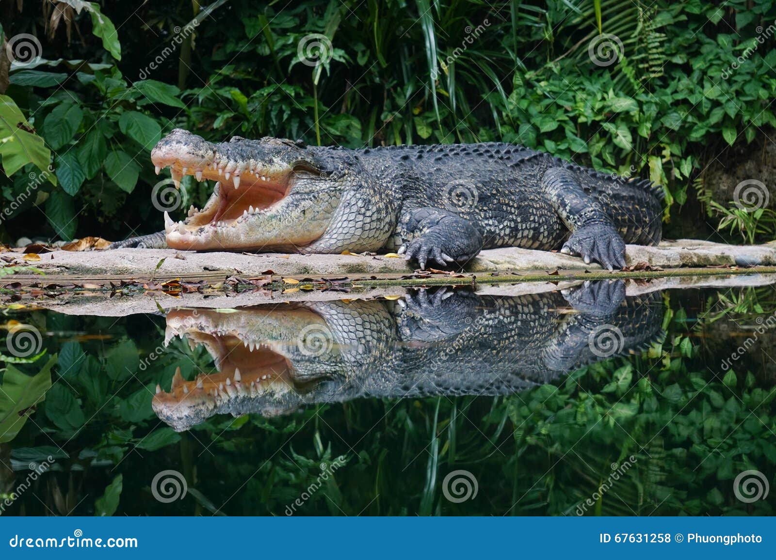 Crocodile with open mouth stock photo. Image of predator - 67631258