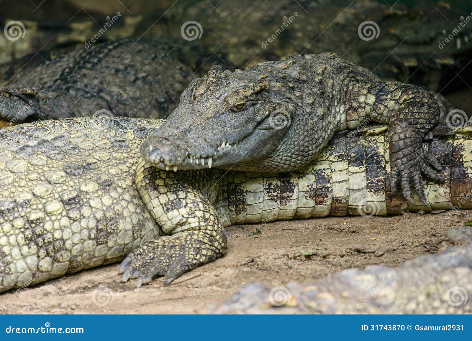 Crocodile stock photo. Image of head, crocodile, river - 31743870