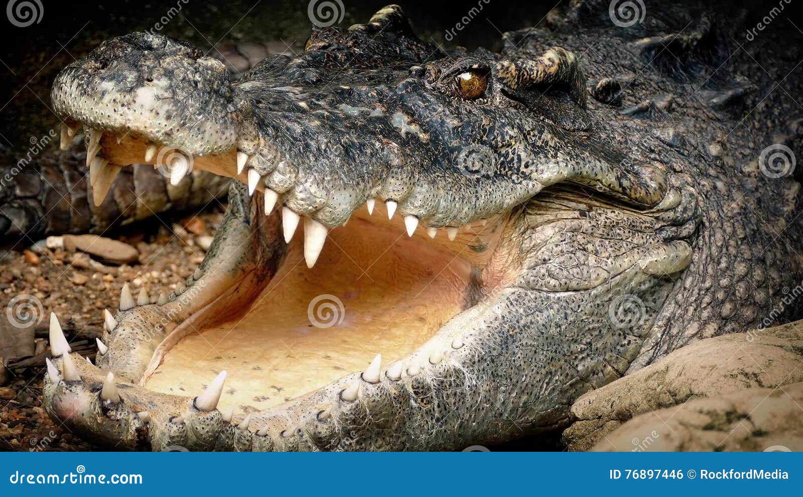 Crocodile Opens Mouth stock footage. Video of bites, lake - 76897446