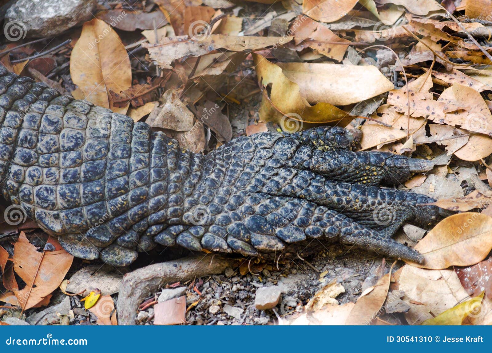 Crocodile Paw stock photo. Image of rough, wildlife, detail - 30541310