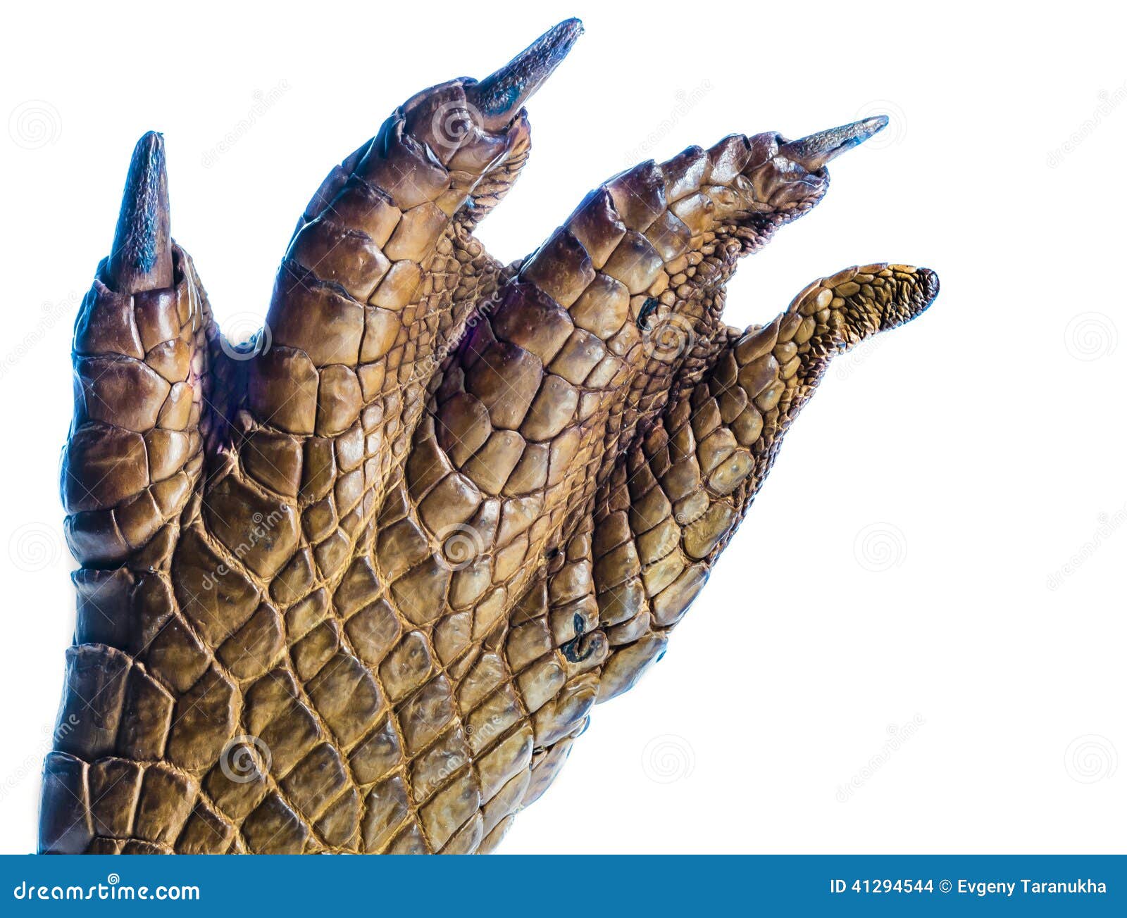 Crocodile Paw stock photo. Image of wildlife, asian, animal - 41294544