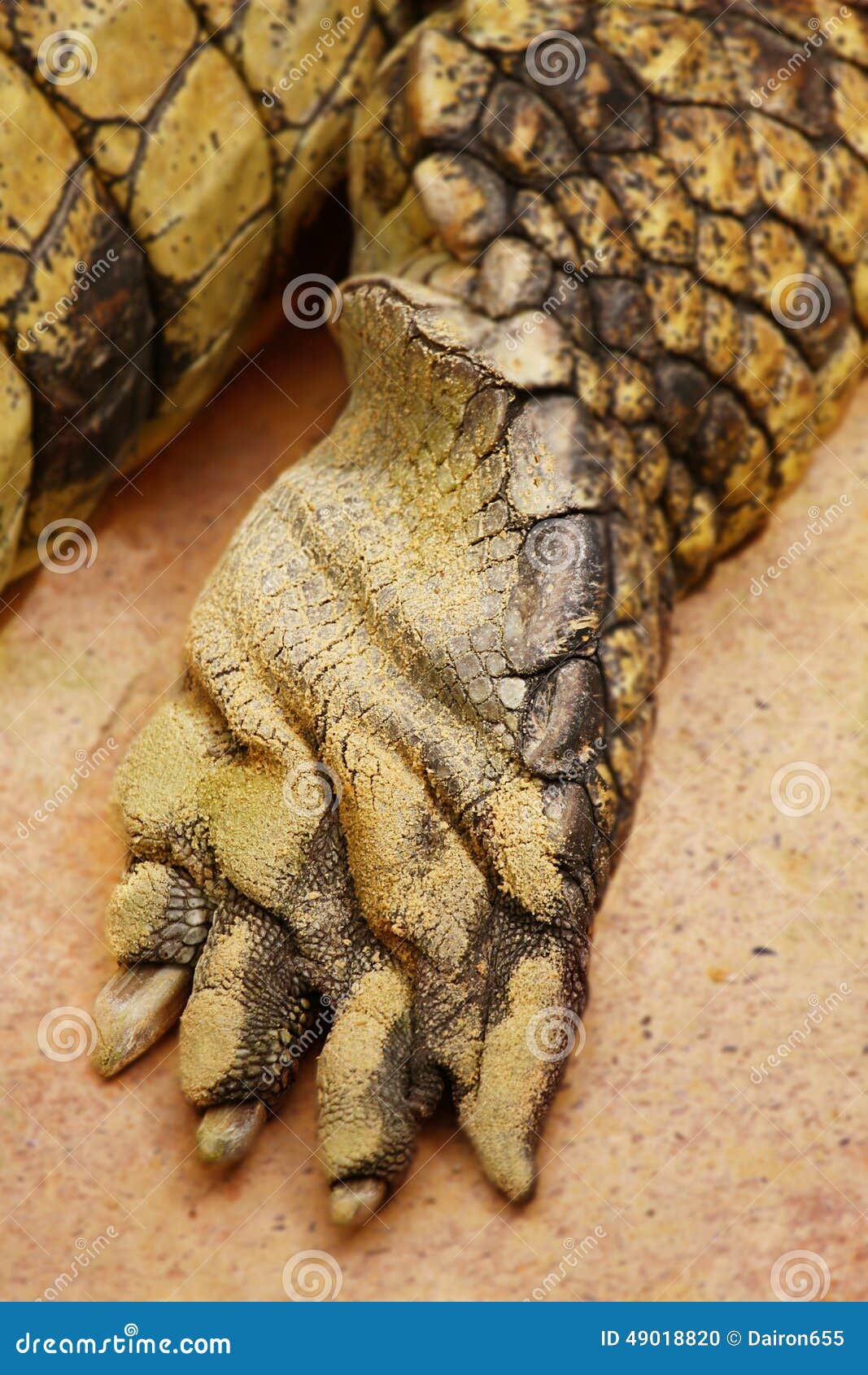 184 Crocodile Paw Stock Photos - Free & Royalty-Free Stock Photos from ...